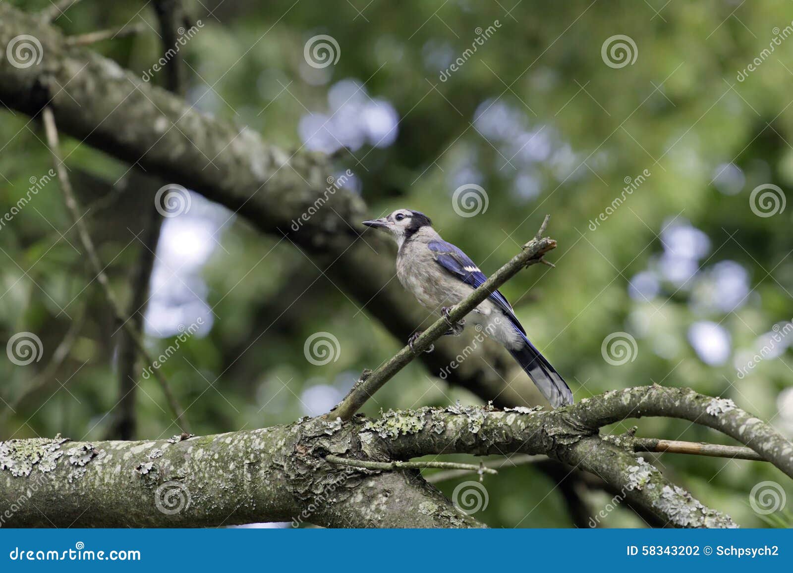 Blue Jay stock photo. Image of perched, bluejay, limb - 58343202