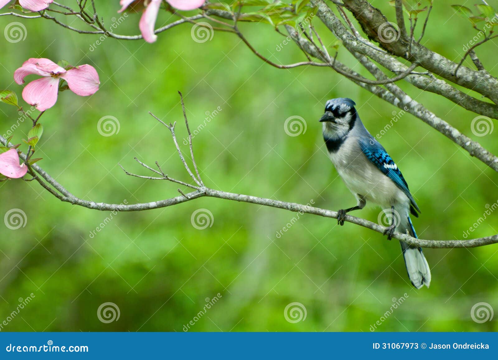 Blue Jay stock image. Image of bright, colors, blue, environmental ...