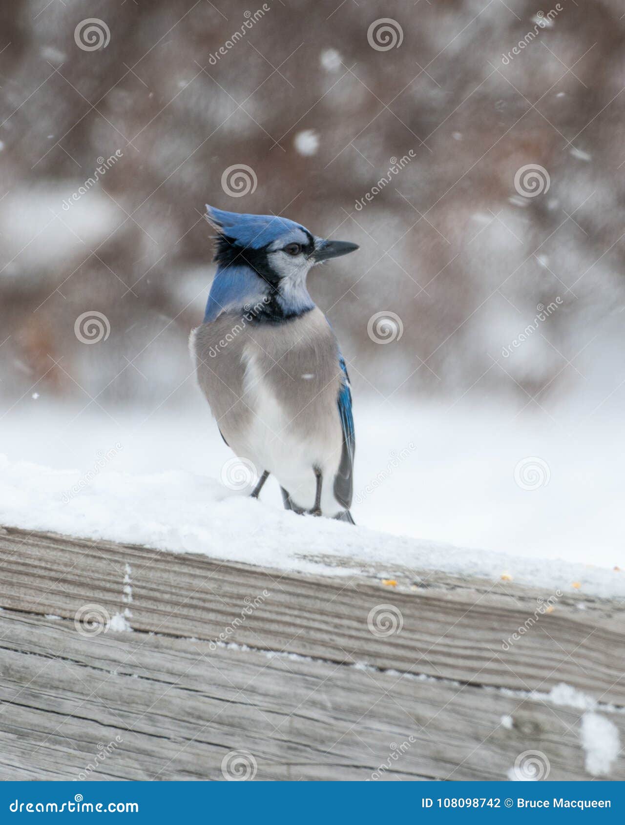 Blue Jay Perched stock photo. Image of woods, bird, outdoors - 108098742