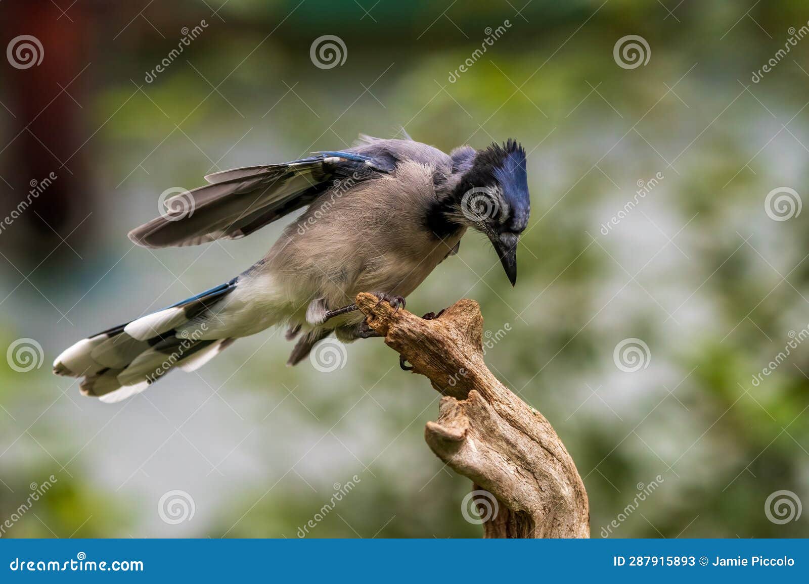Blue Jay Perched on Wood in Summer Stock Image - Image of perched, blue ...