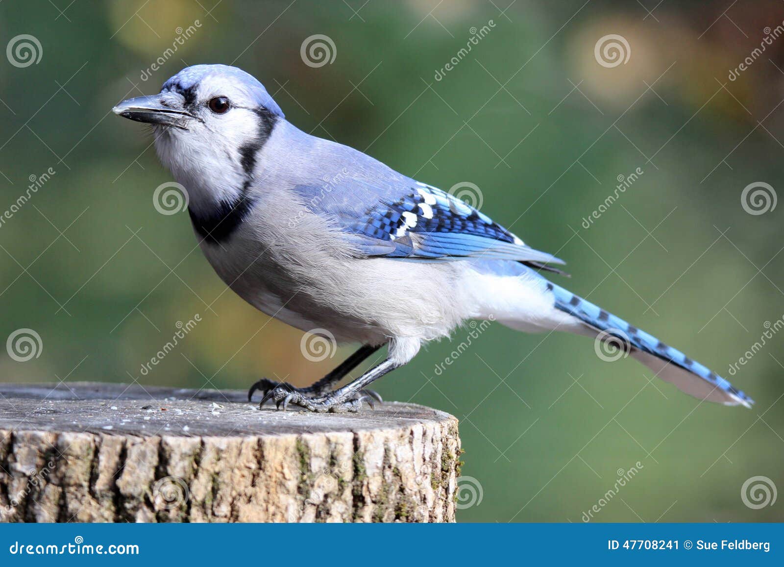 Blue Jay Perching on a Tree Stump Stock Image - Image of stump ...