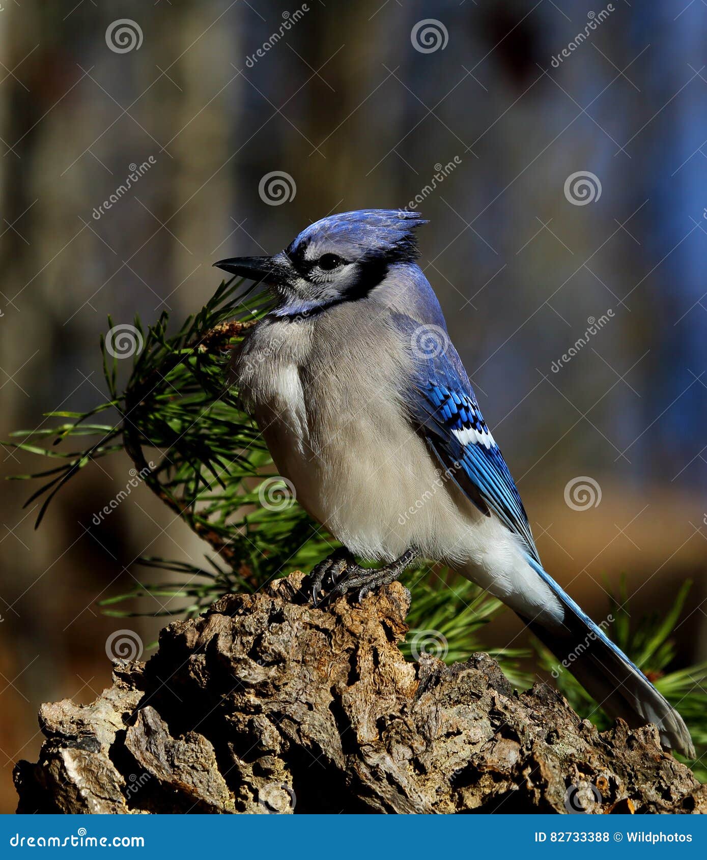Blue Jay stock photo. Image of cyanocitta, colorful, nature - 82733388