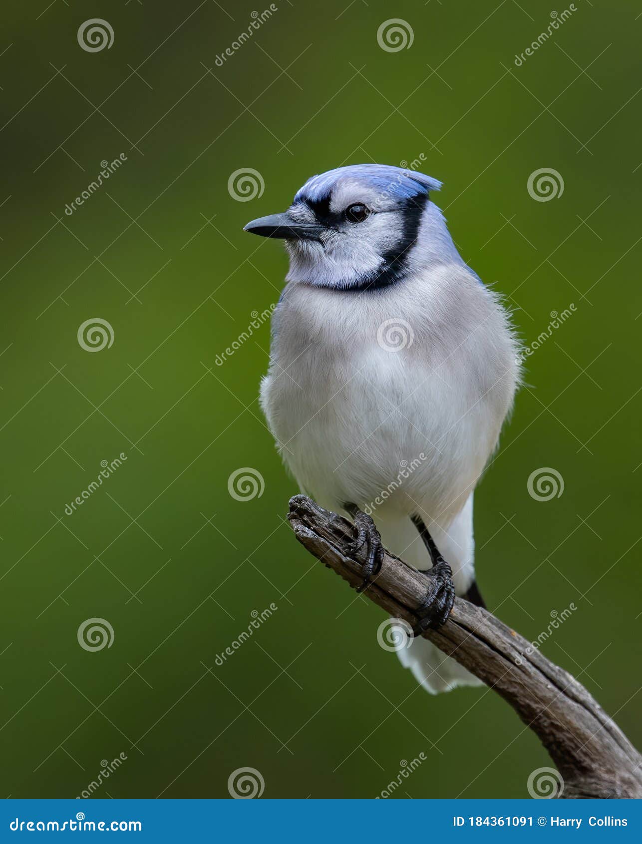 A Blue Jay Portrait stock image. Image of landscape - 184361091
