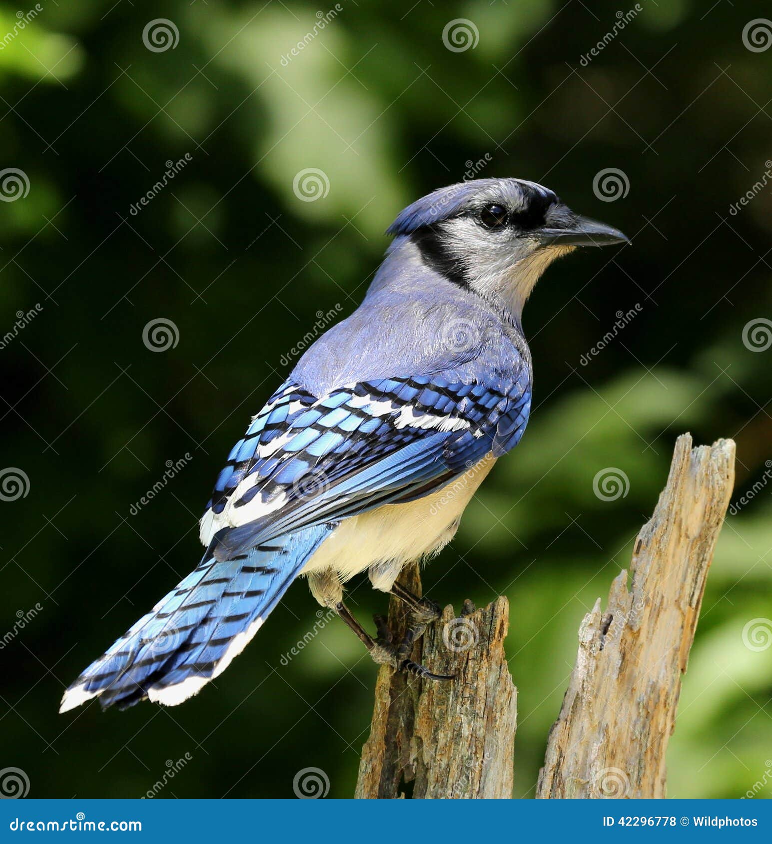 Blue Jay stock photo. Image of feathers, colorful, blue - 42296778