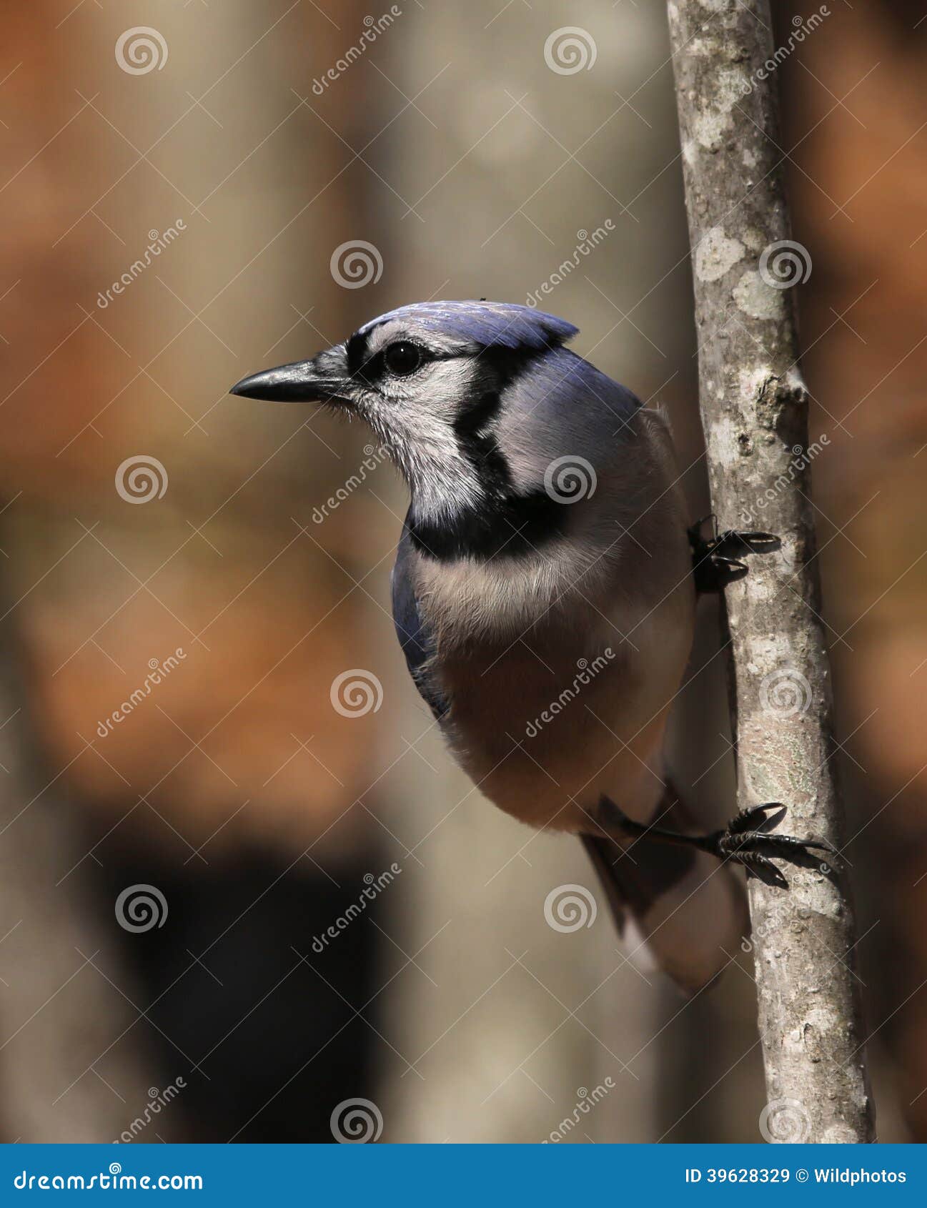 Blue Jay stock image. Image of beauty, animal, biodiversity - 39628329