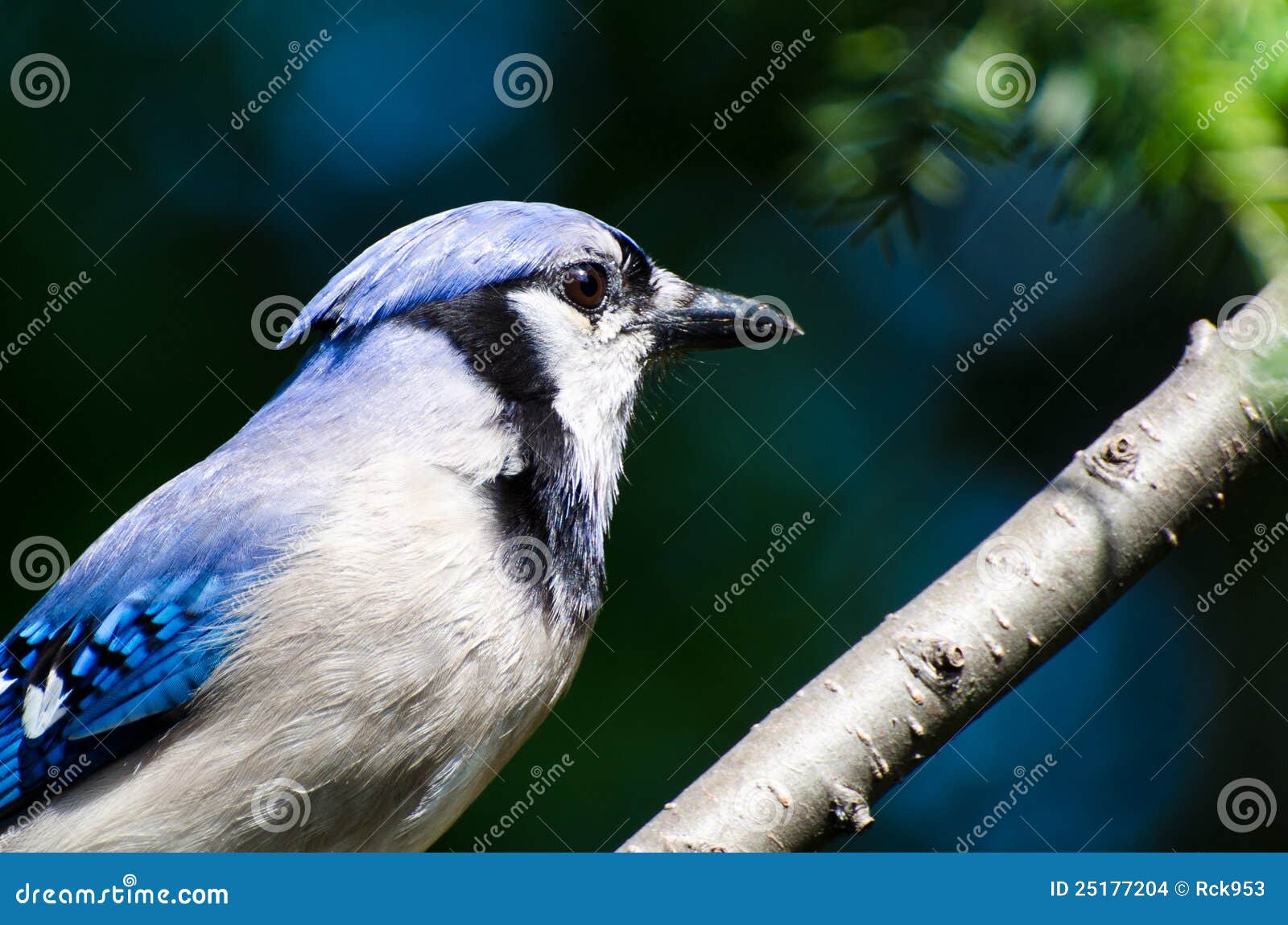 Blue Jay Profile stock photo. Image of wildlife, close - 25177204