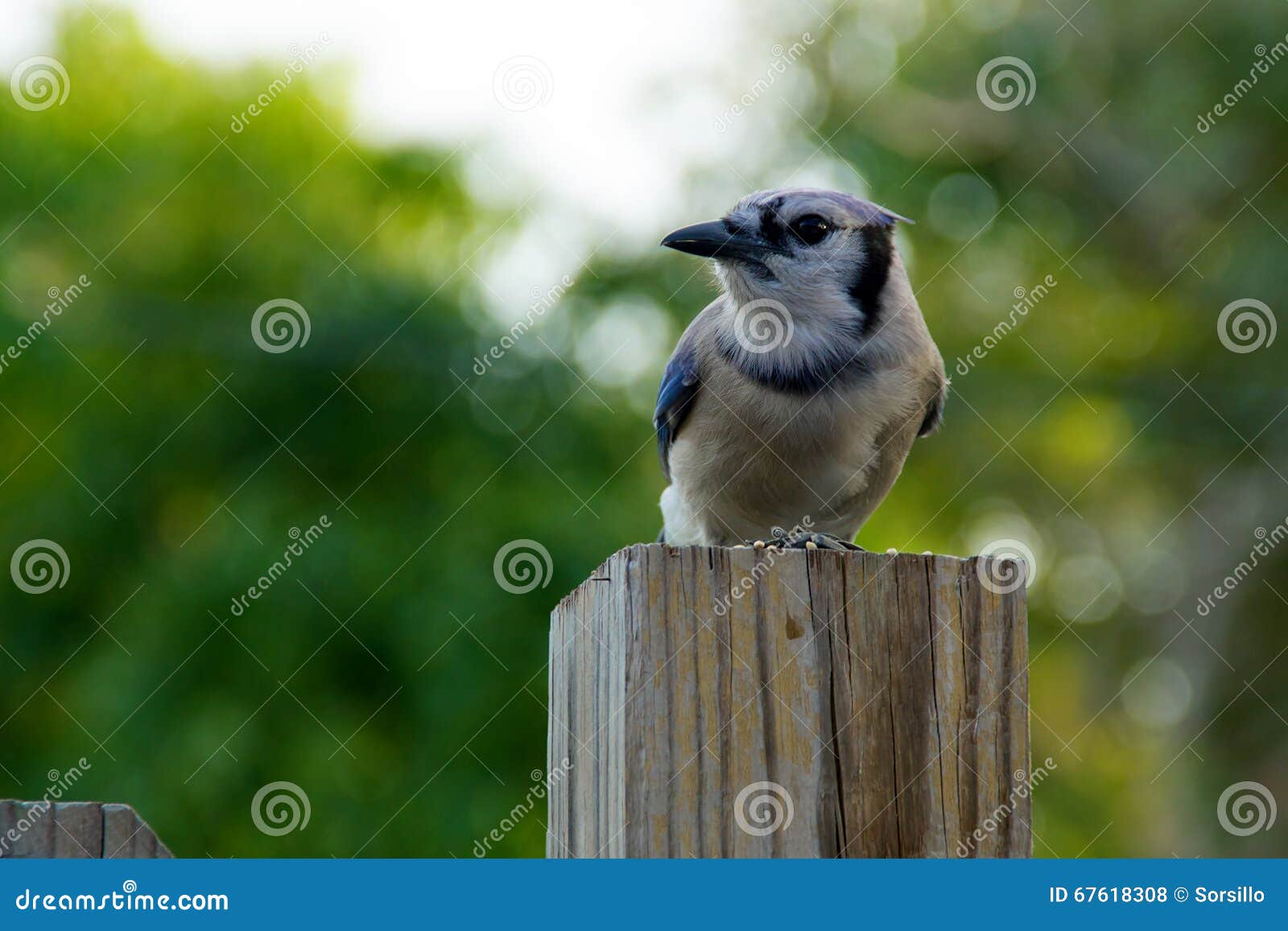 Blue jay profile stock photo. Image of bird, afternoon - 67618308