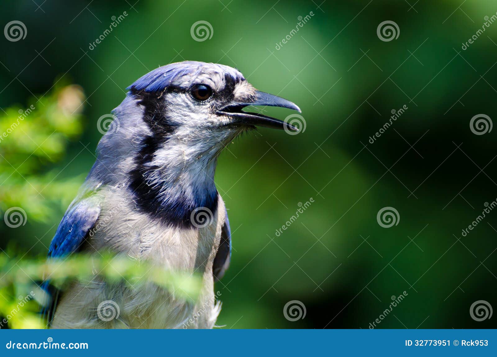 Blue Jay Profile stock image. Image of white, bird, black - 32773951