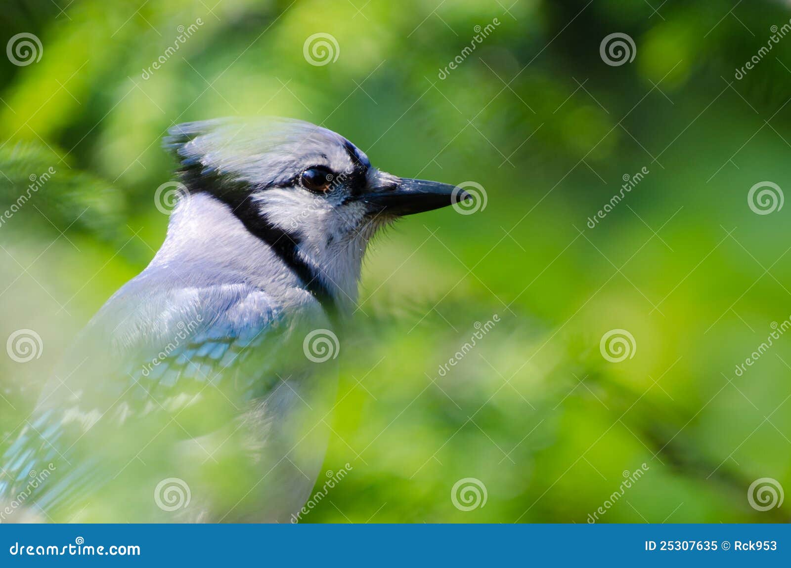Blue Jay Profile Enveloped in Green Stock Image - Image of profile ...