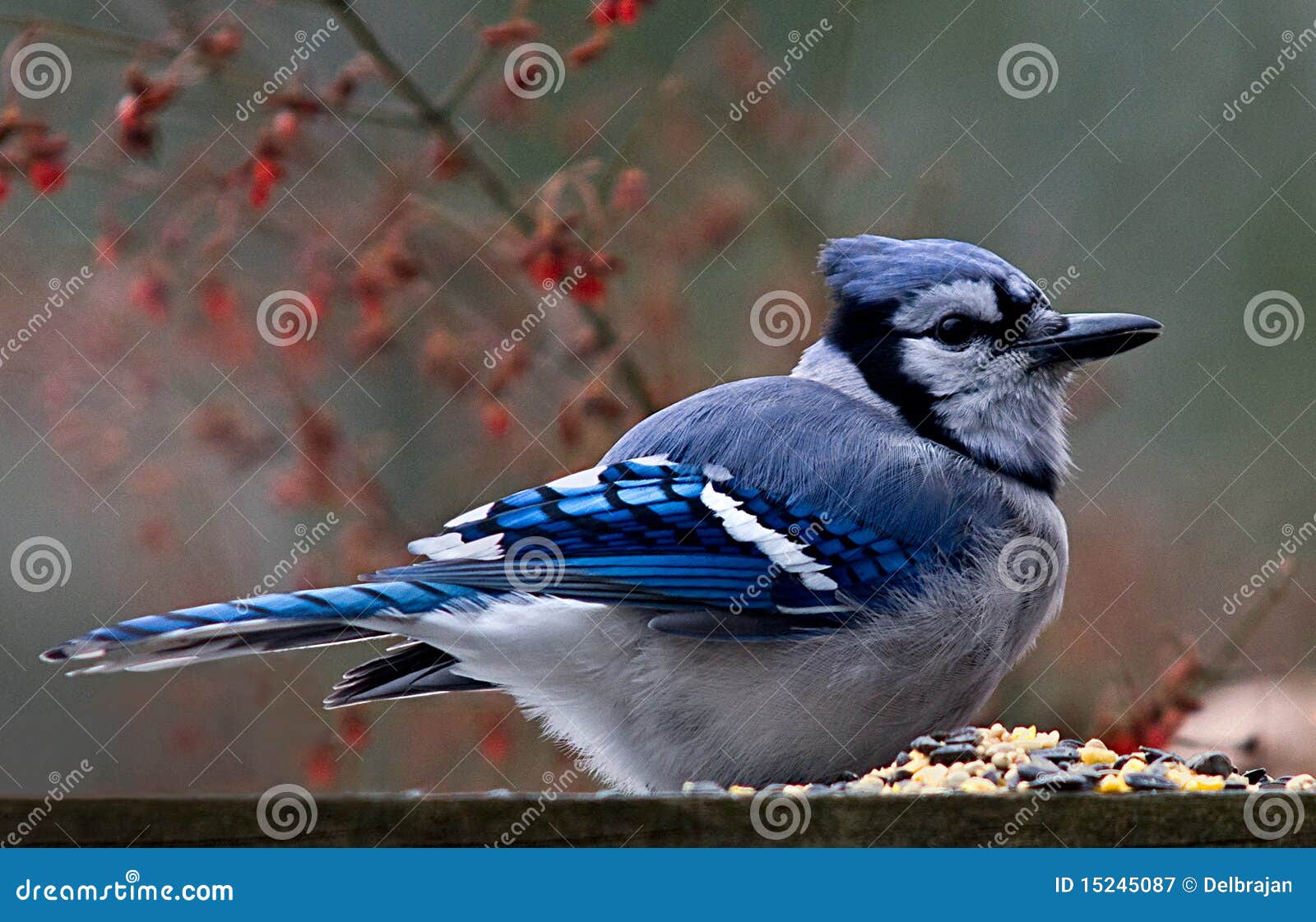 Blue Jay and Red Berries stock image. Image of backyard - 15245087