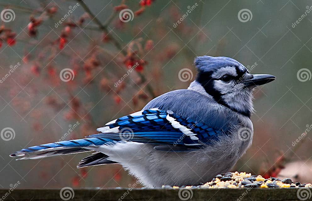 Blue Jay and Red Berries stock image. Image of backyard - 15245087