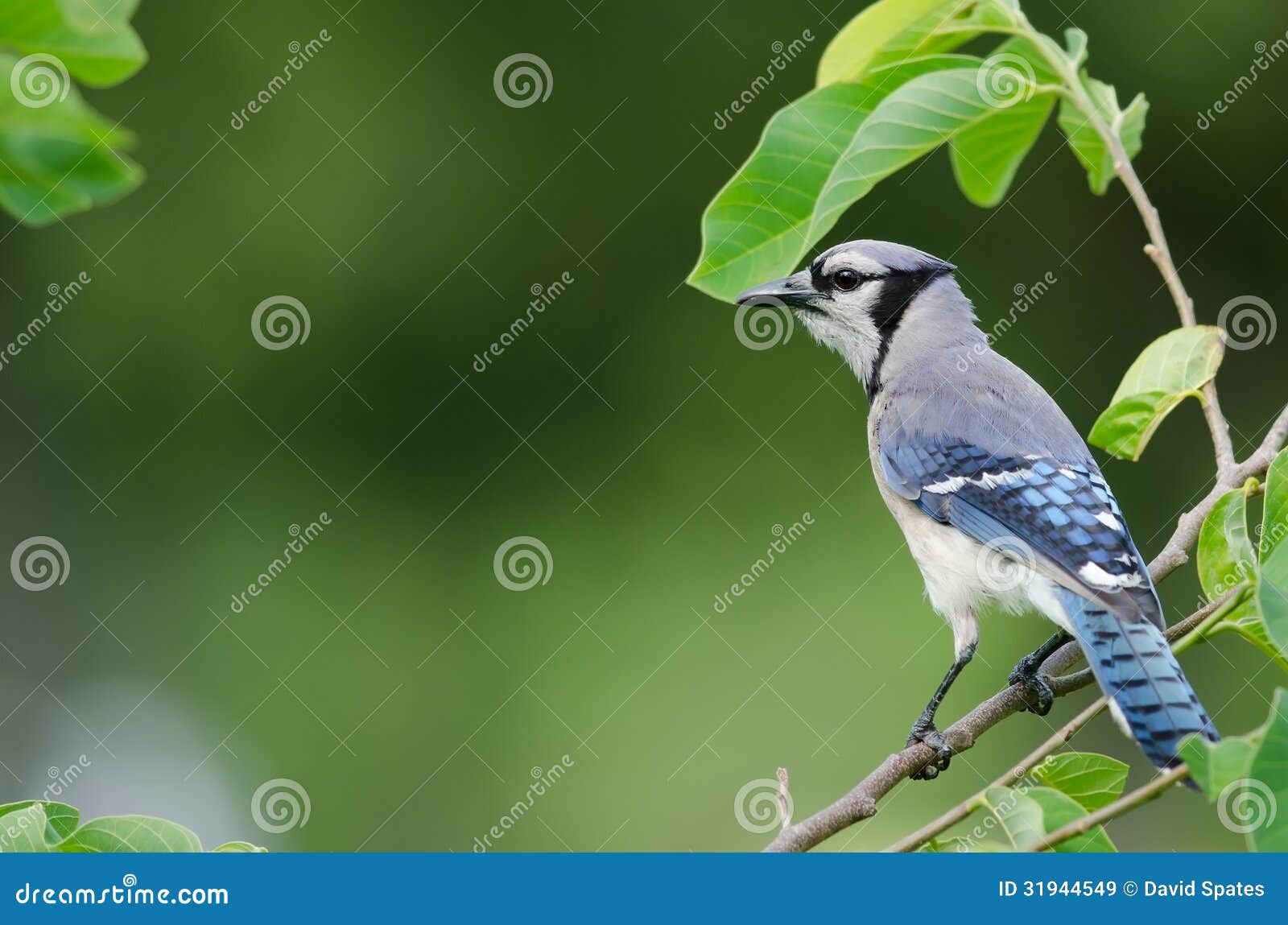 Blue Jay side view stock image. Image of fauna, ornithology - 31944549