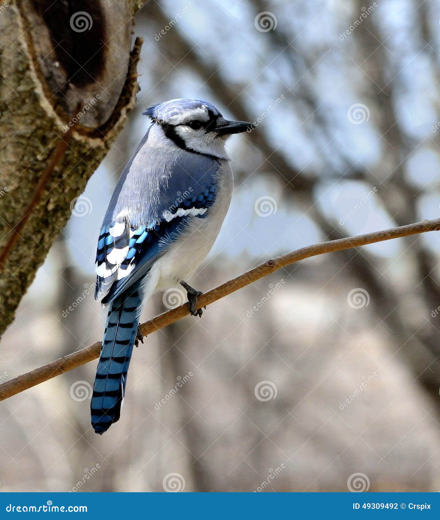 Blue jay stock photo. Image of limb, branch, wildlife - 49309492