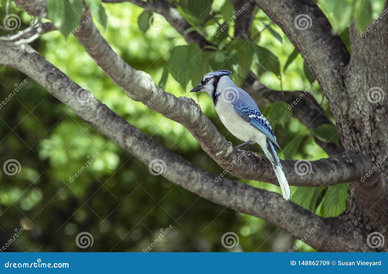 Blue Jay Sitting on the Branch of a Tree with Blurred Green Foliage ...