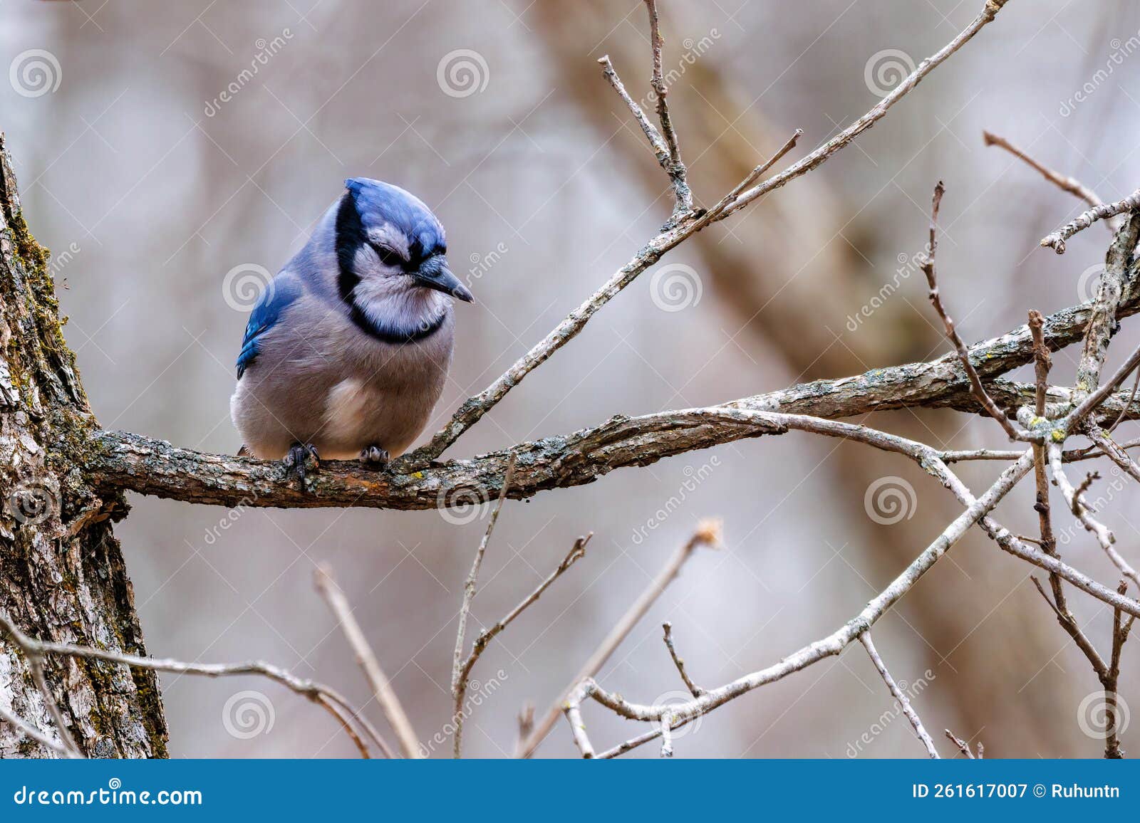 Blue Jay Sitting on a Tree Branch Stock Image - Image of close, bird ...