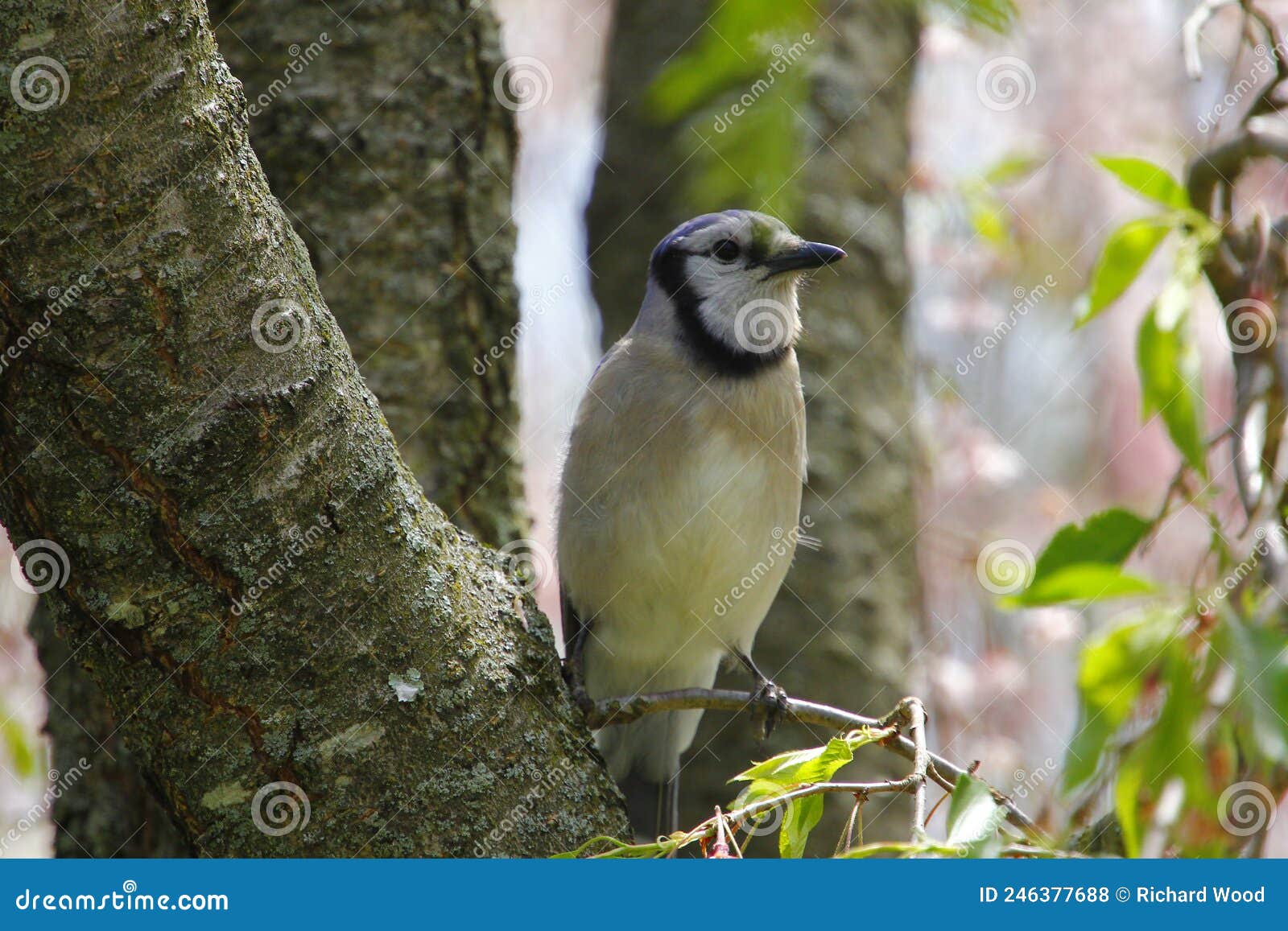 Blue Jay Sitting in a Tree in Spring Stock Photo - Image of feather ...