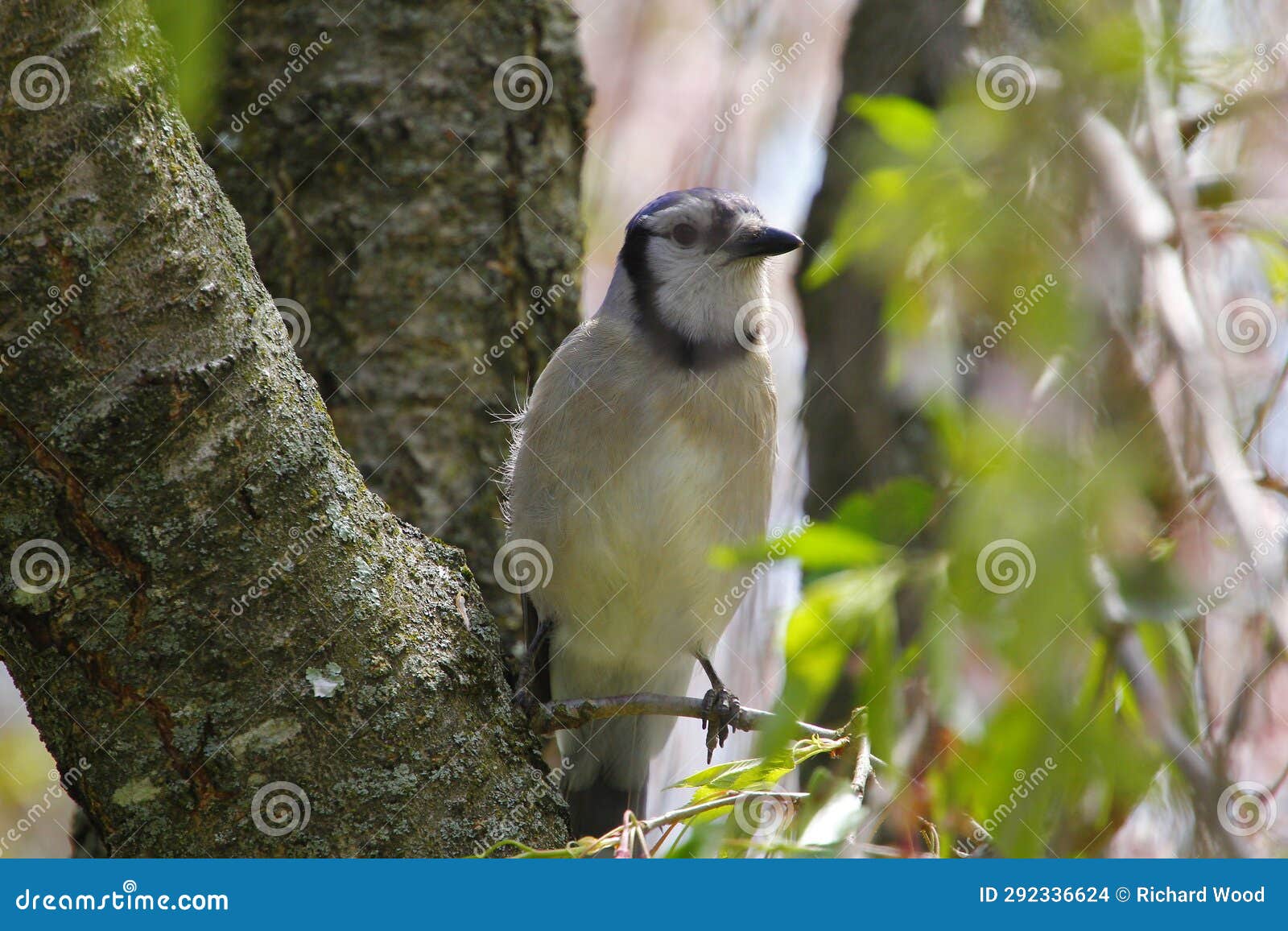 Blue Jay Sitting in a Tree in Spring Stock Photo - Image of avian ...