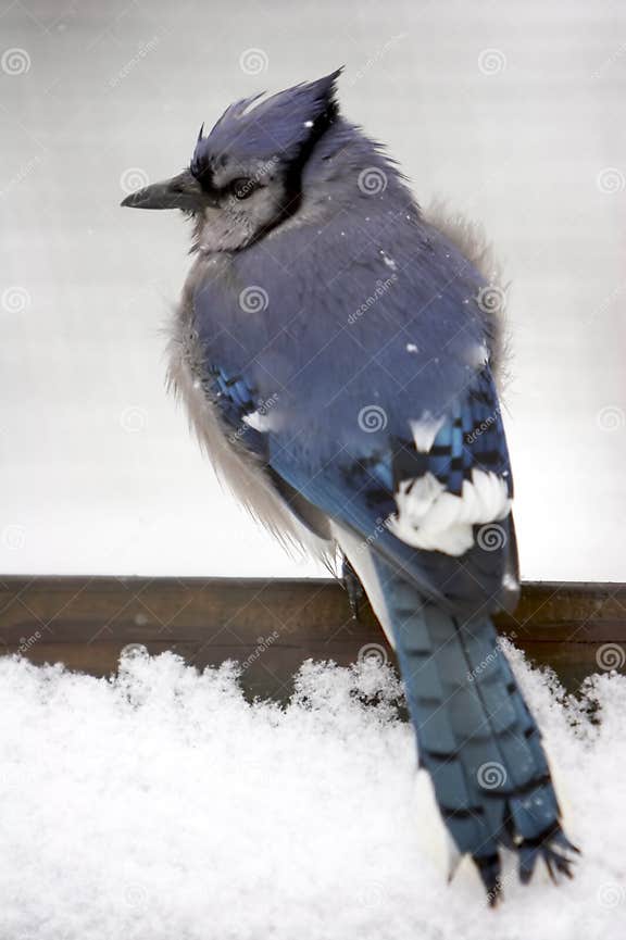 Blue Jay in the Snow stock image. Image of claw, nest, nature - 181005