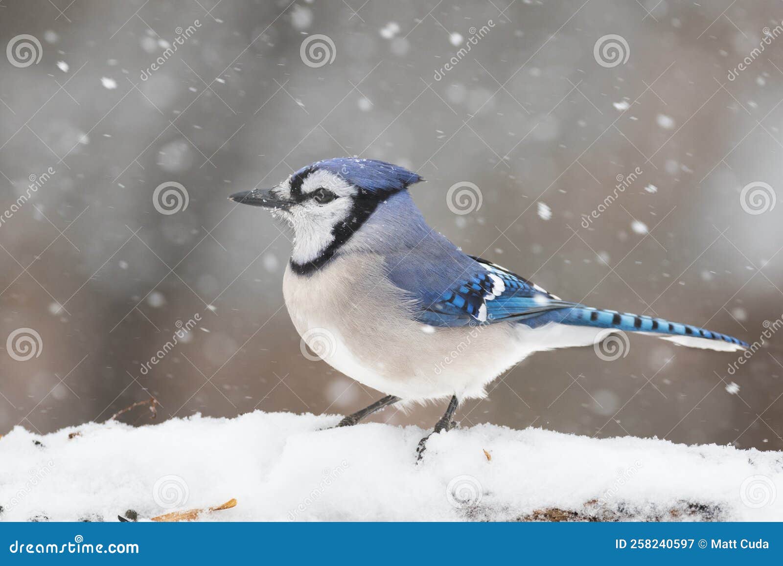 Blue Jay in the Snow stock image. Image of blue, county - 258240597