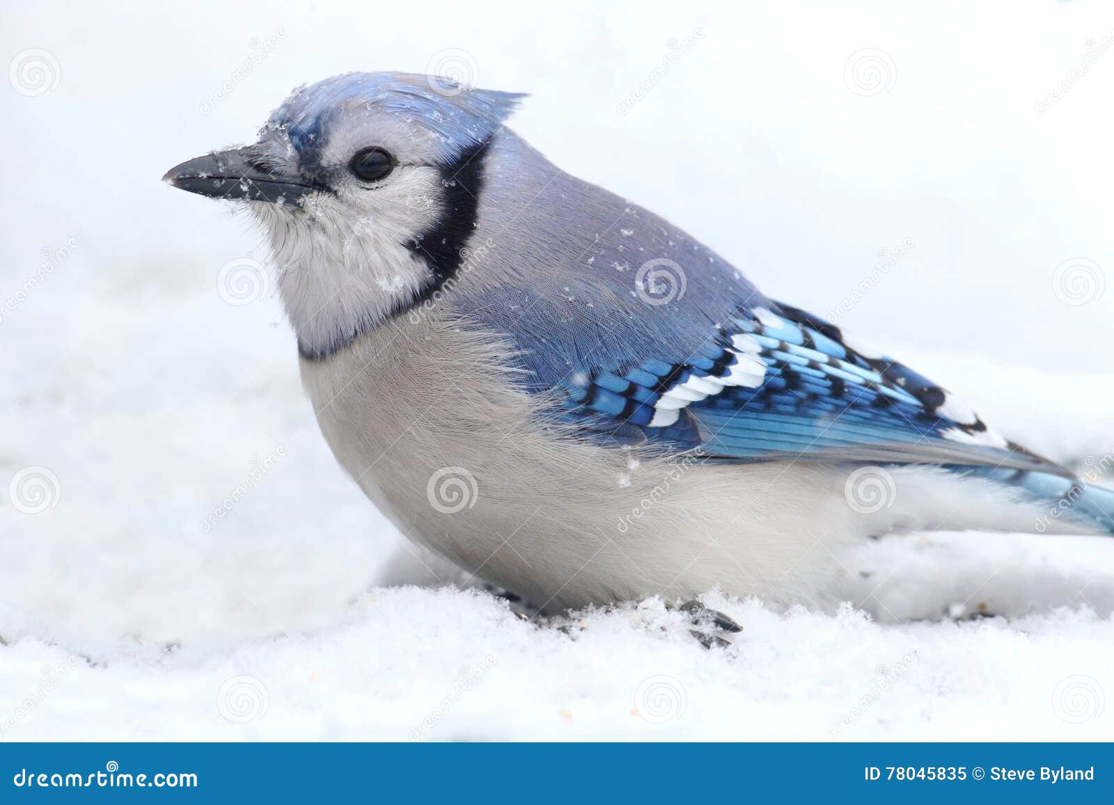 Blue Jay in Snow stock image. Image of snow, feathers - 78045835