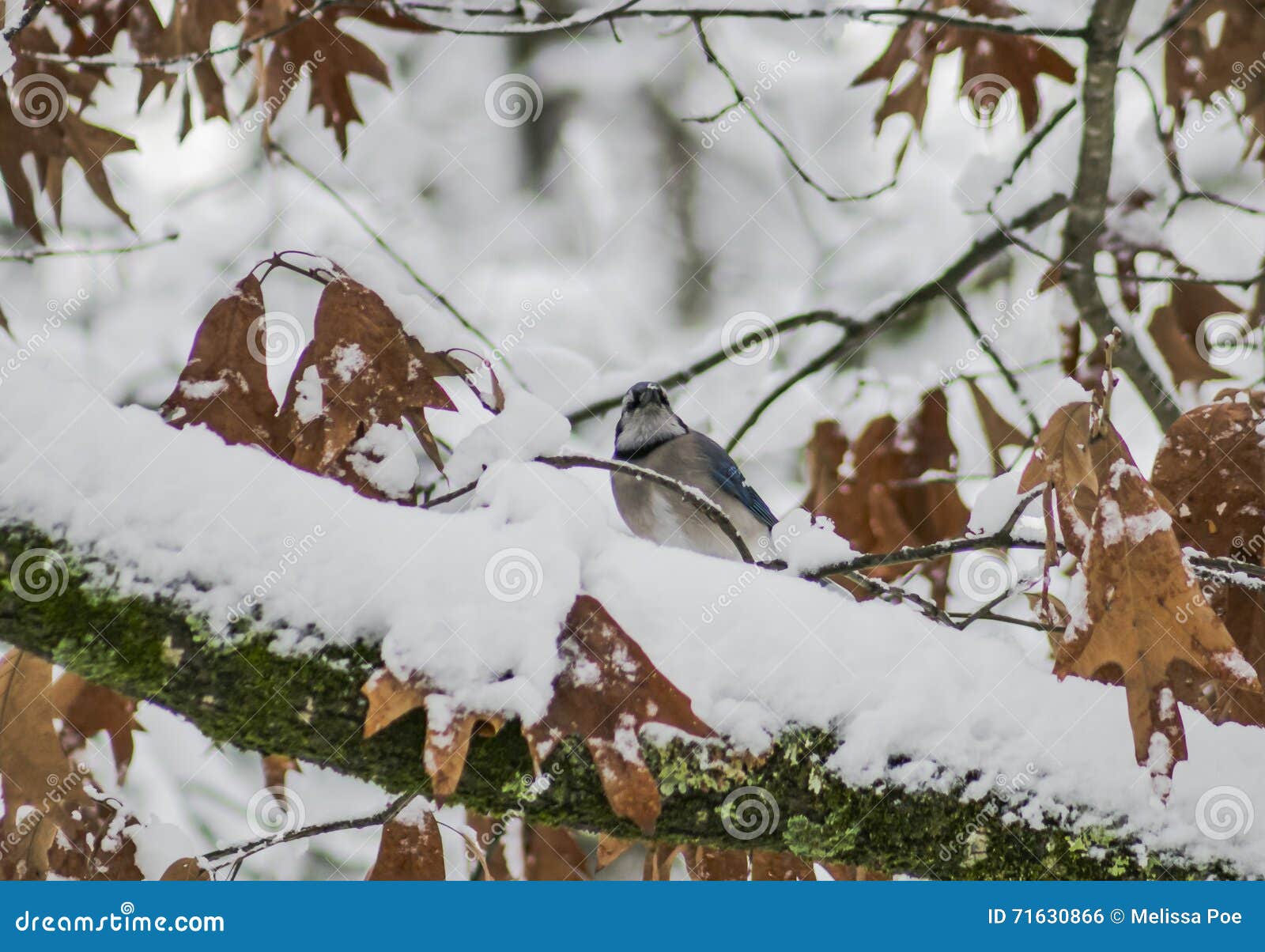 Blue Jay in the snow. stock photo. Image of avian, snowy - 71630866