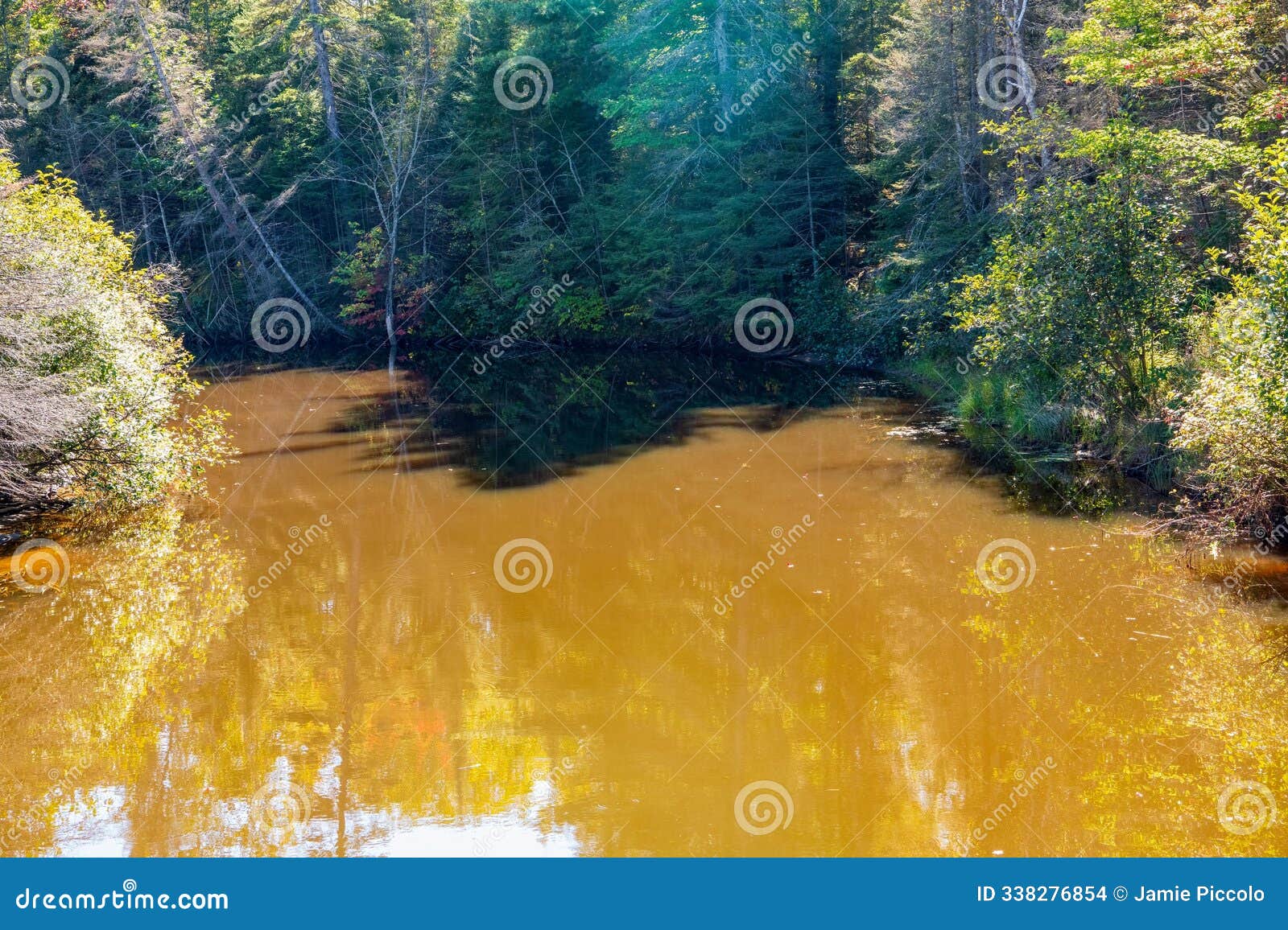 Blue Jay in Spring Warming Himself Stock Photo - Image of warming, blue ...