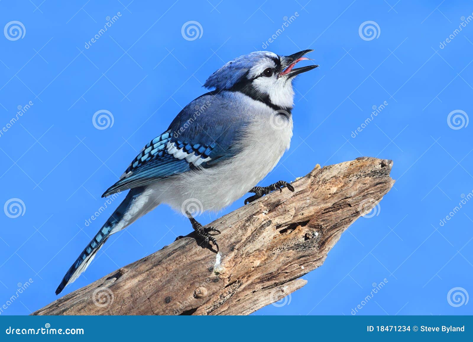 Blue Jay on a Stump stock photo. Image of birds, corvidcyanocitta ...