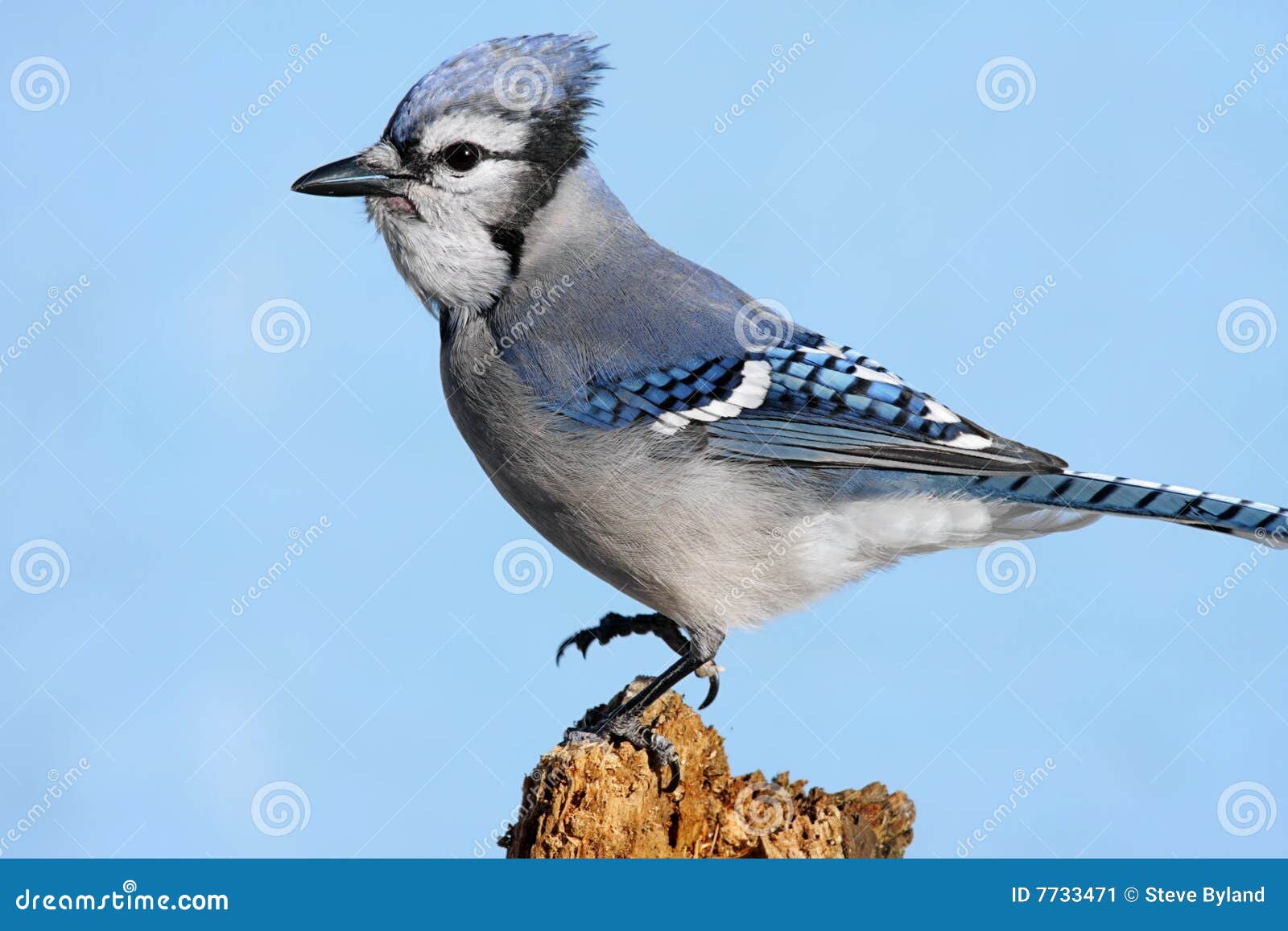 Blue Jay on a Stump stock image. Image of nature, blue - 7733471