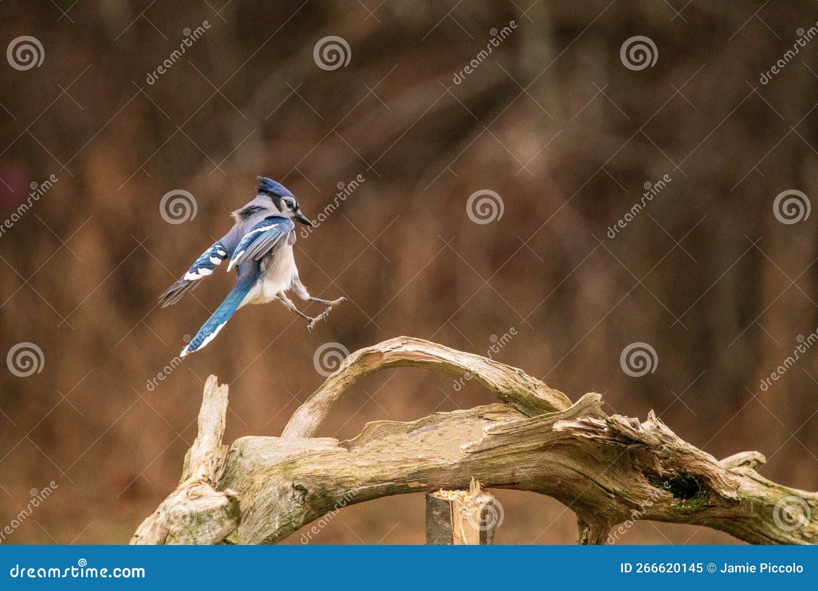 Blue jay in summer light stock image. Image of animal - 266620145