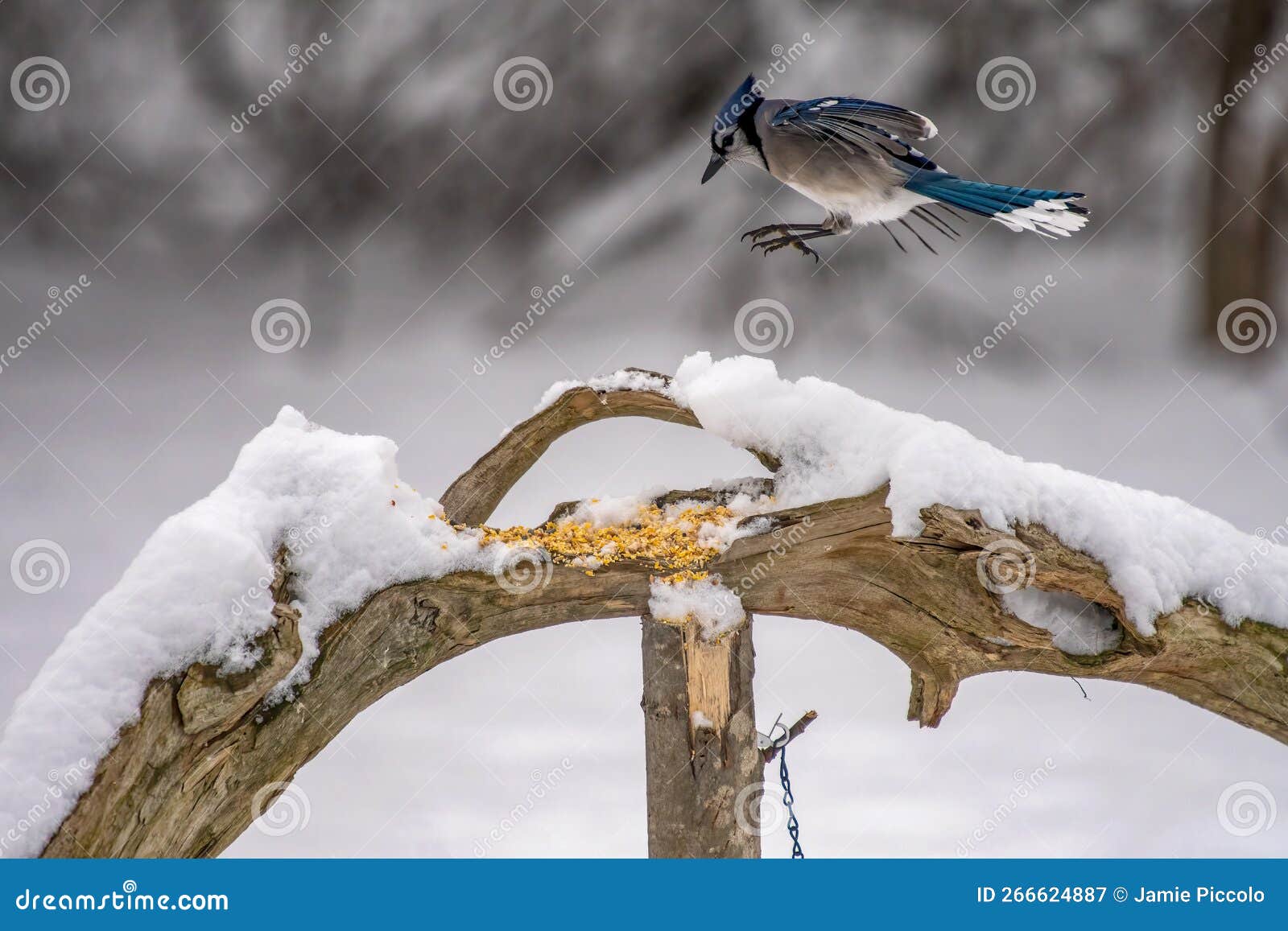 Blue jay testing his legs stock image. Image of animal - 266624887