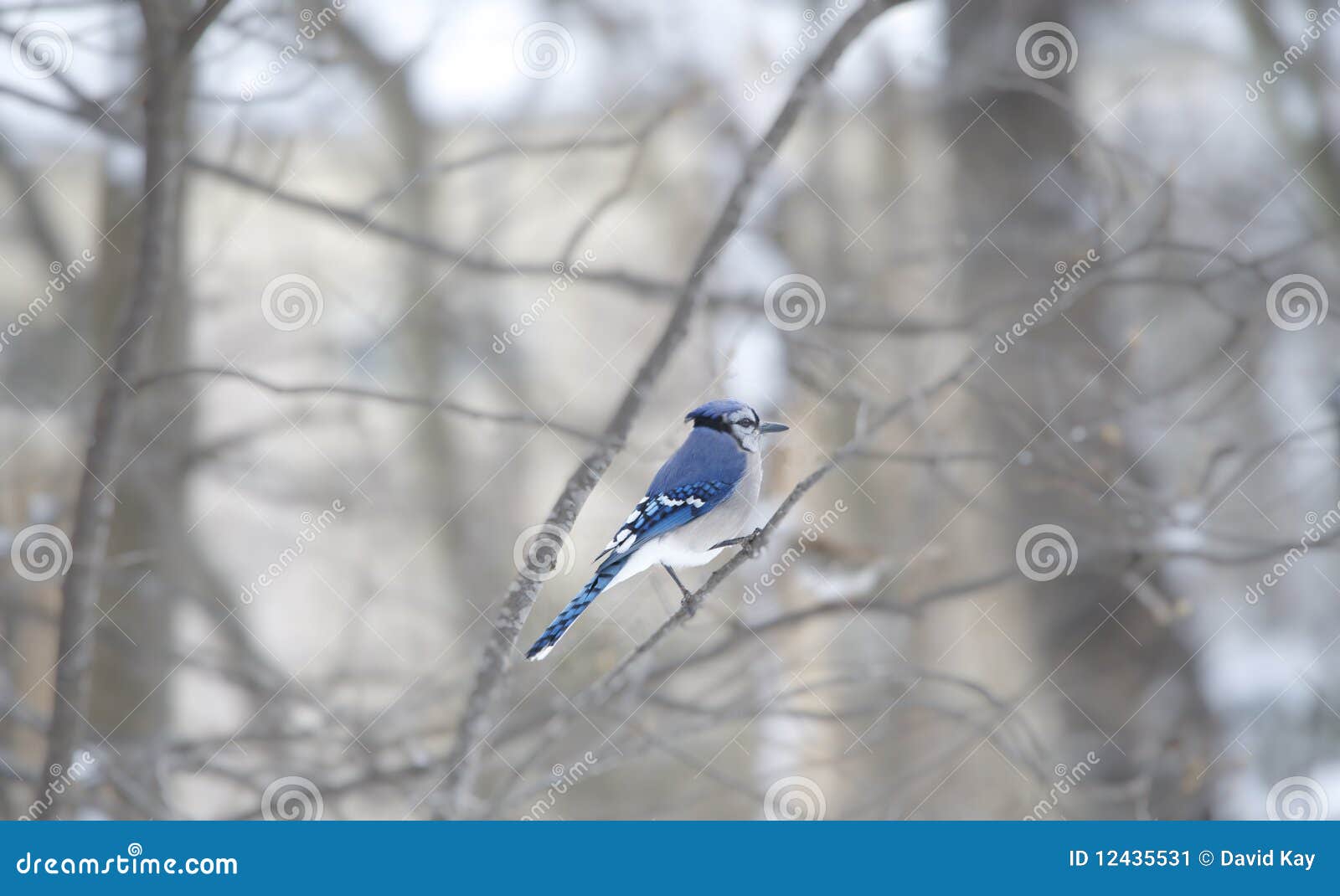 Blue Jay in tree stock image. Image of woodland, ornithology - 12435531