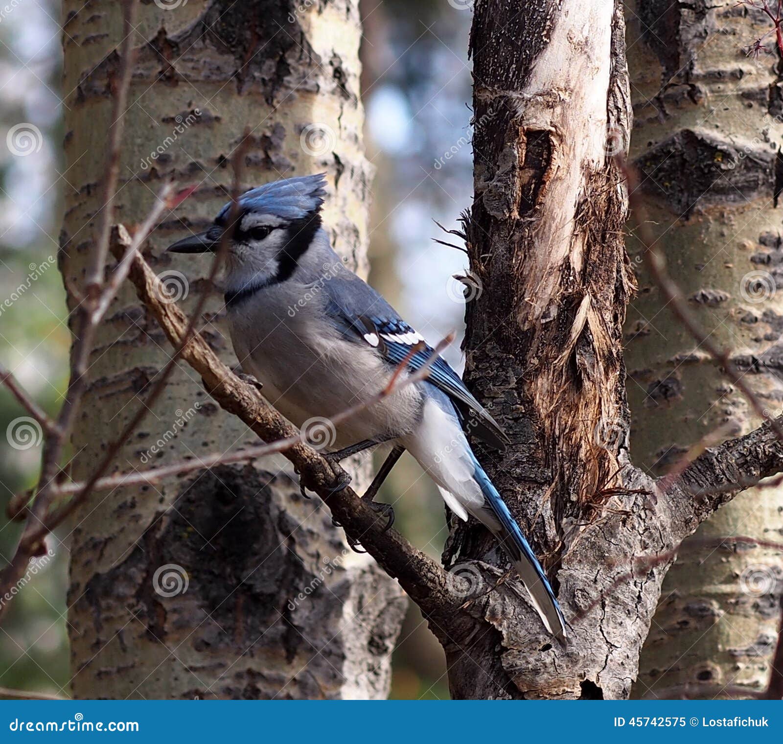 Blue Jay on Tree Branch stock image. Image of feathers - 45742575