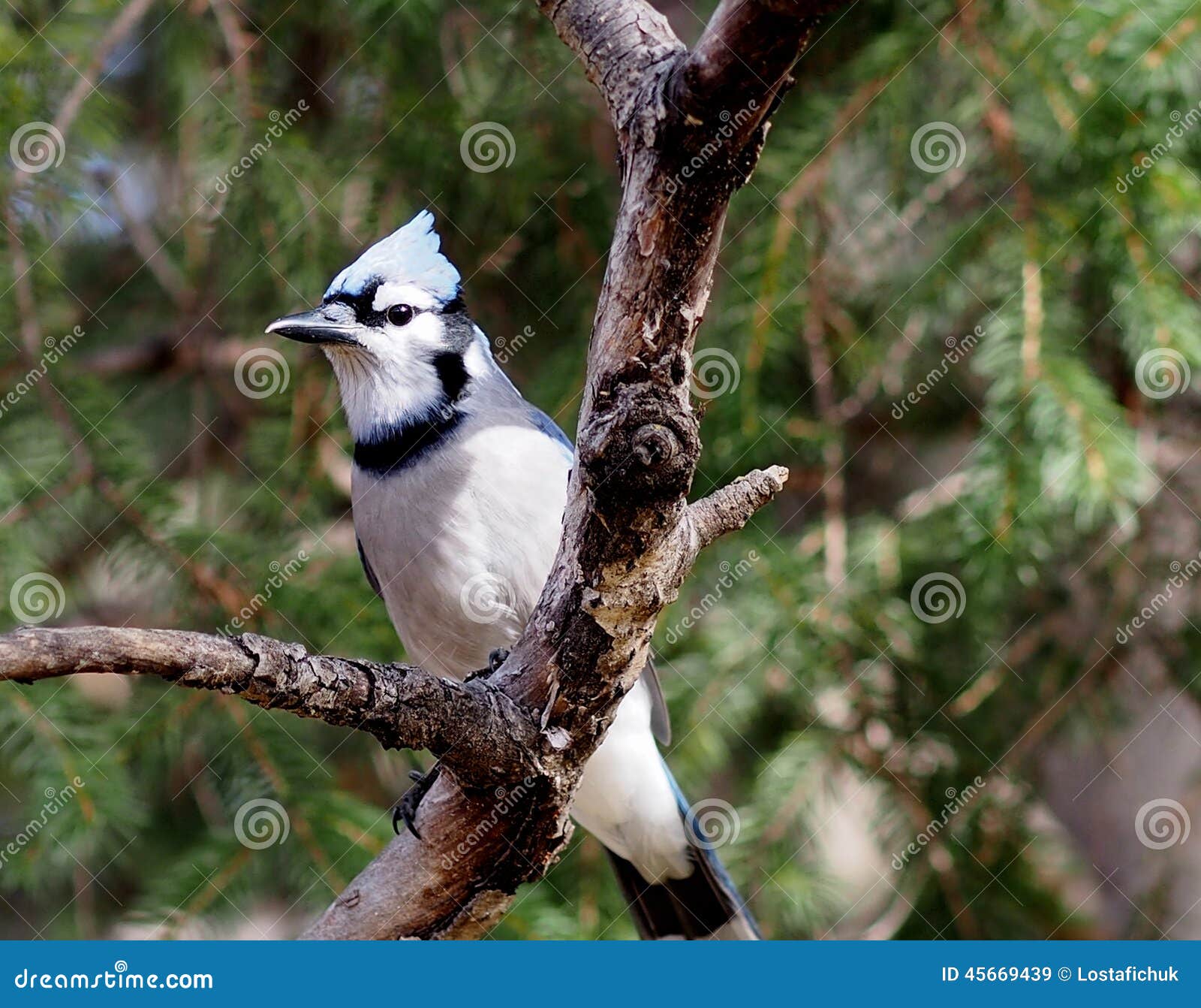 Blue Jay on Tree Branch stock image. Image of autumn - 45669439
