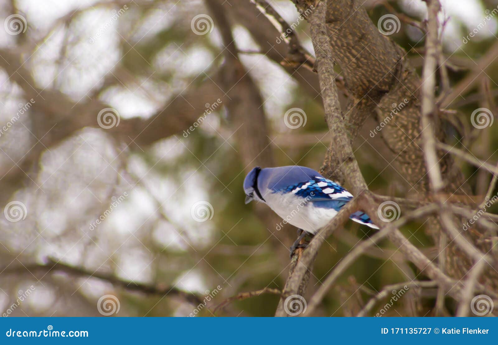 Blue Jay in Tree Looking Down Stock Image - Image of color, blue: 171135727