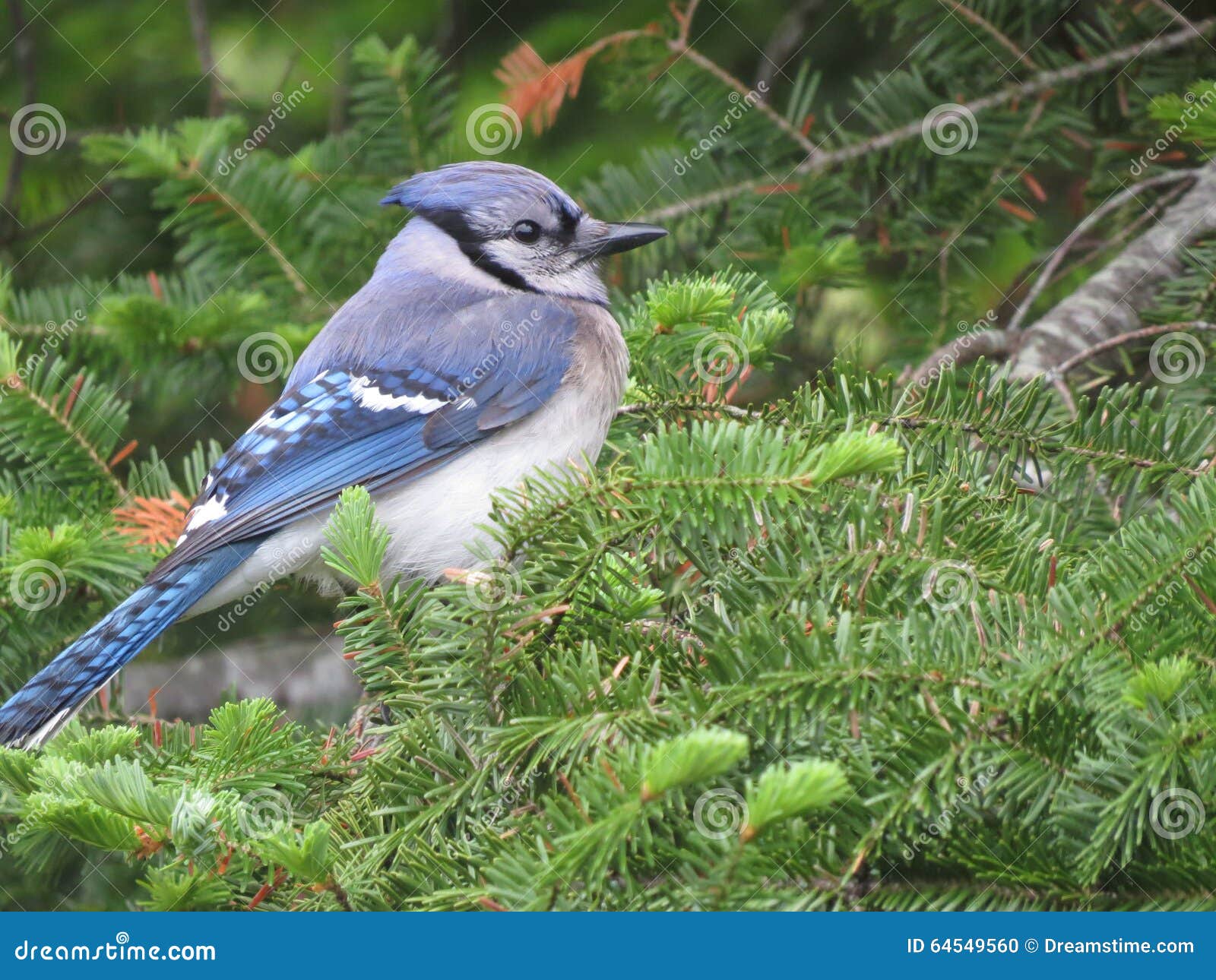 Blue Jay in Tree. stock photo. Image of relaxing, evergreen - 64549560