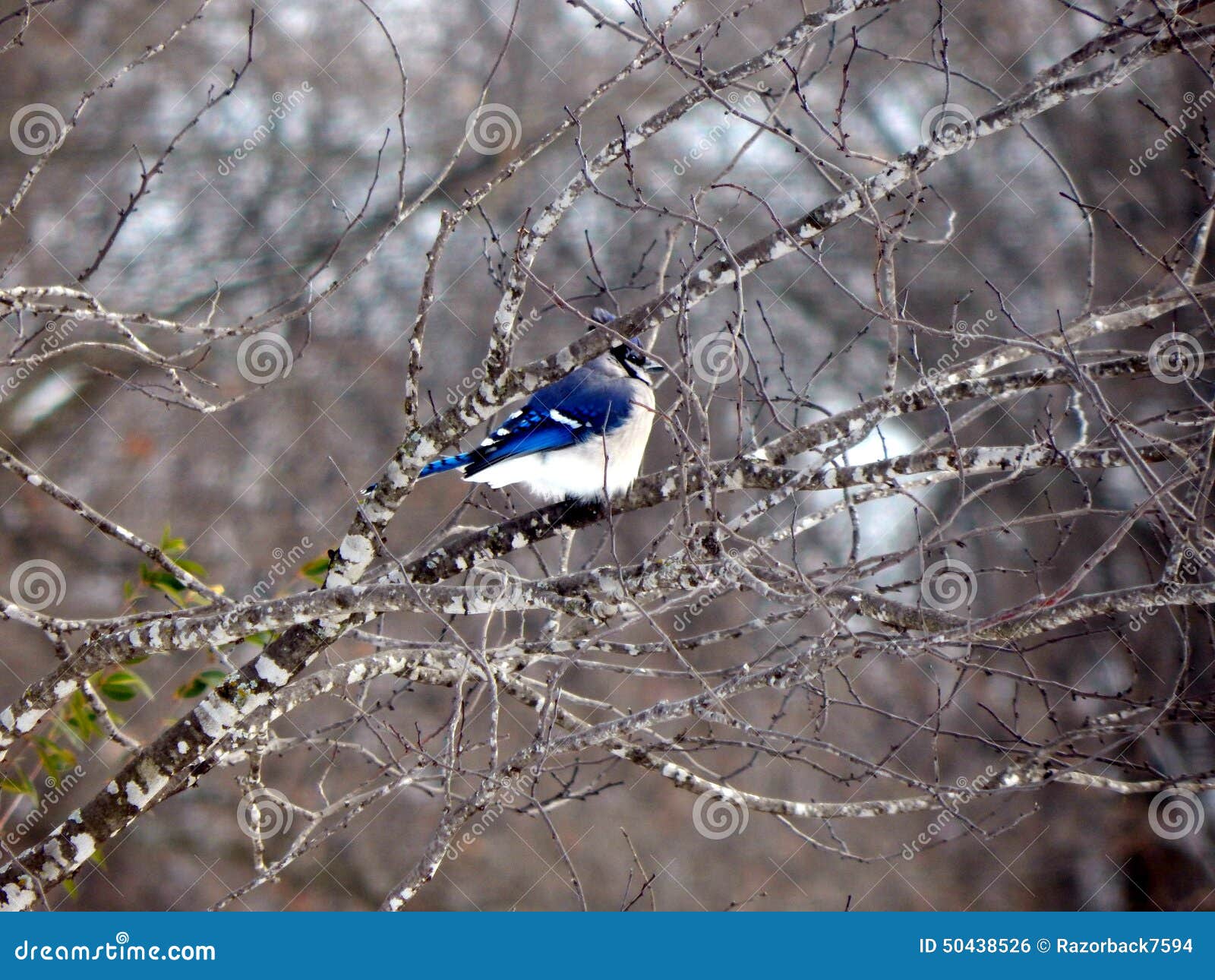 Blue jay in a tree stock photo. Image of holiday, tree - 50438526