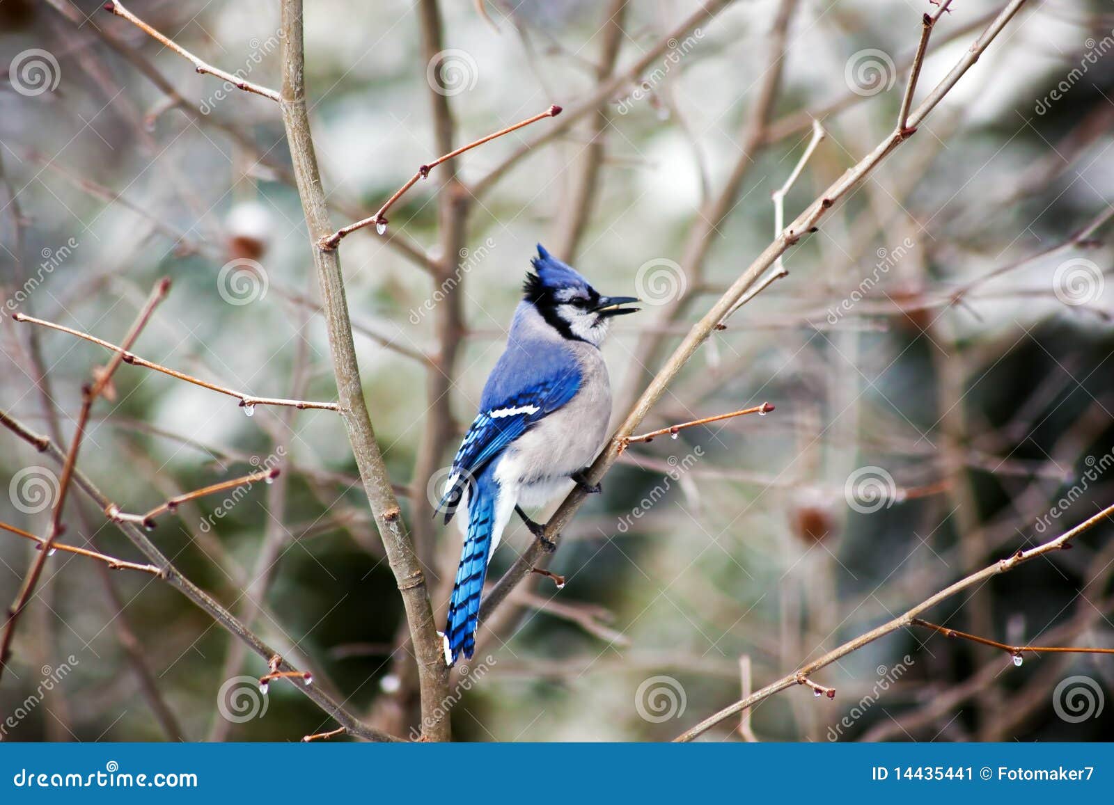 Blue jay in tree in winter stock image. Image of outdoors - 14435441