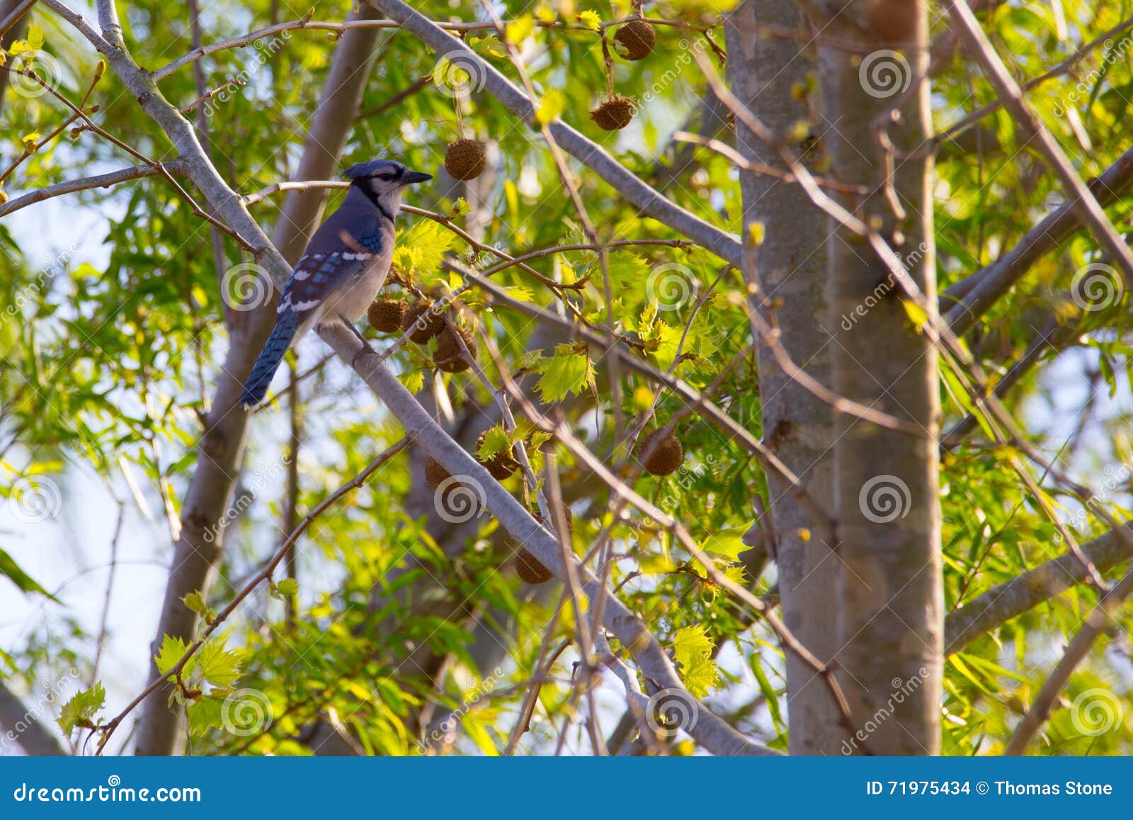 Blue Jay in Tree stock photo. Image of look, cold, beak - 71975434