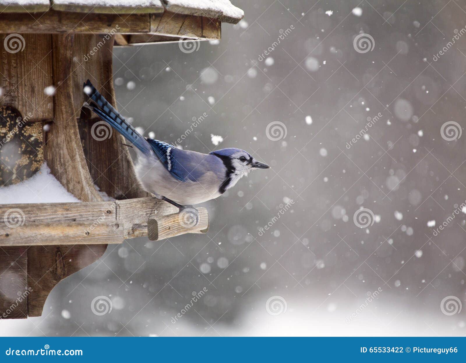 Blue Jay am Vogel-Zufuhr-Winter Stockfoto - Bild von eingefroren ...