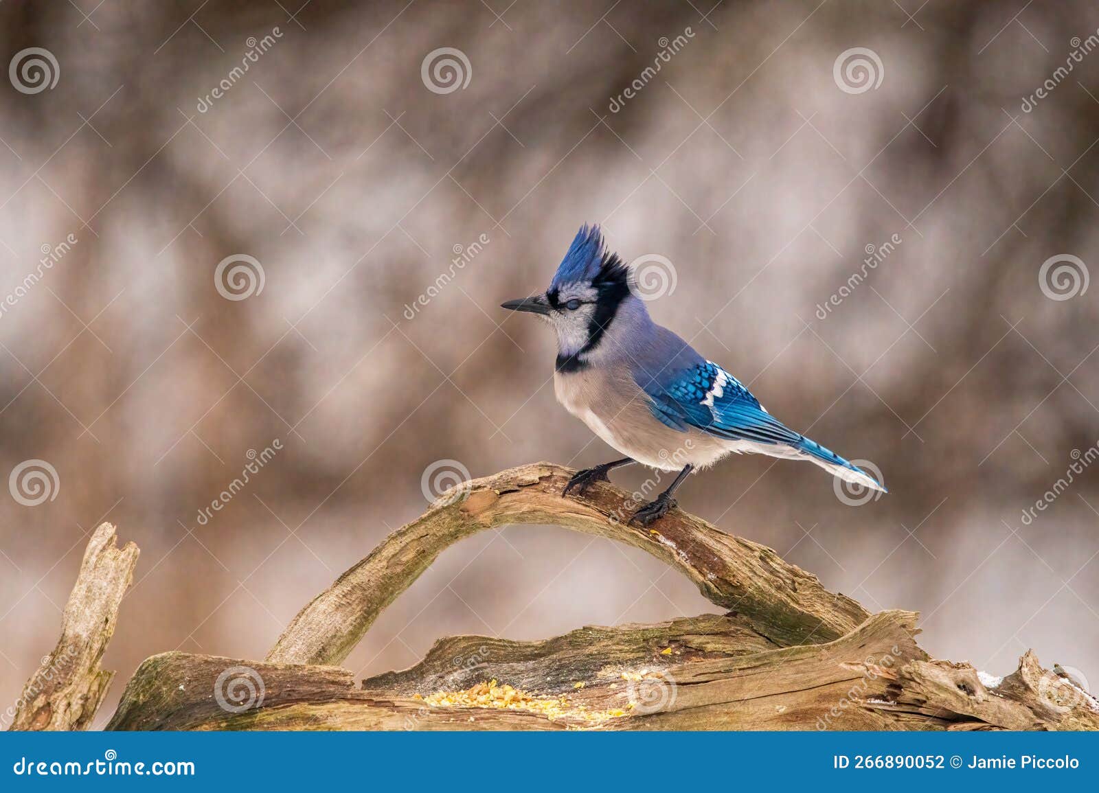 Blue Jay with Winter Feathers Stock Photo - Image of feathersx, winter ...
