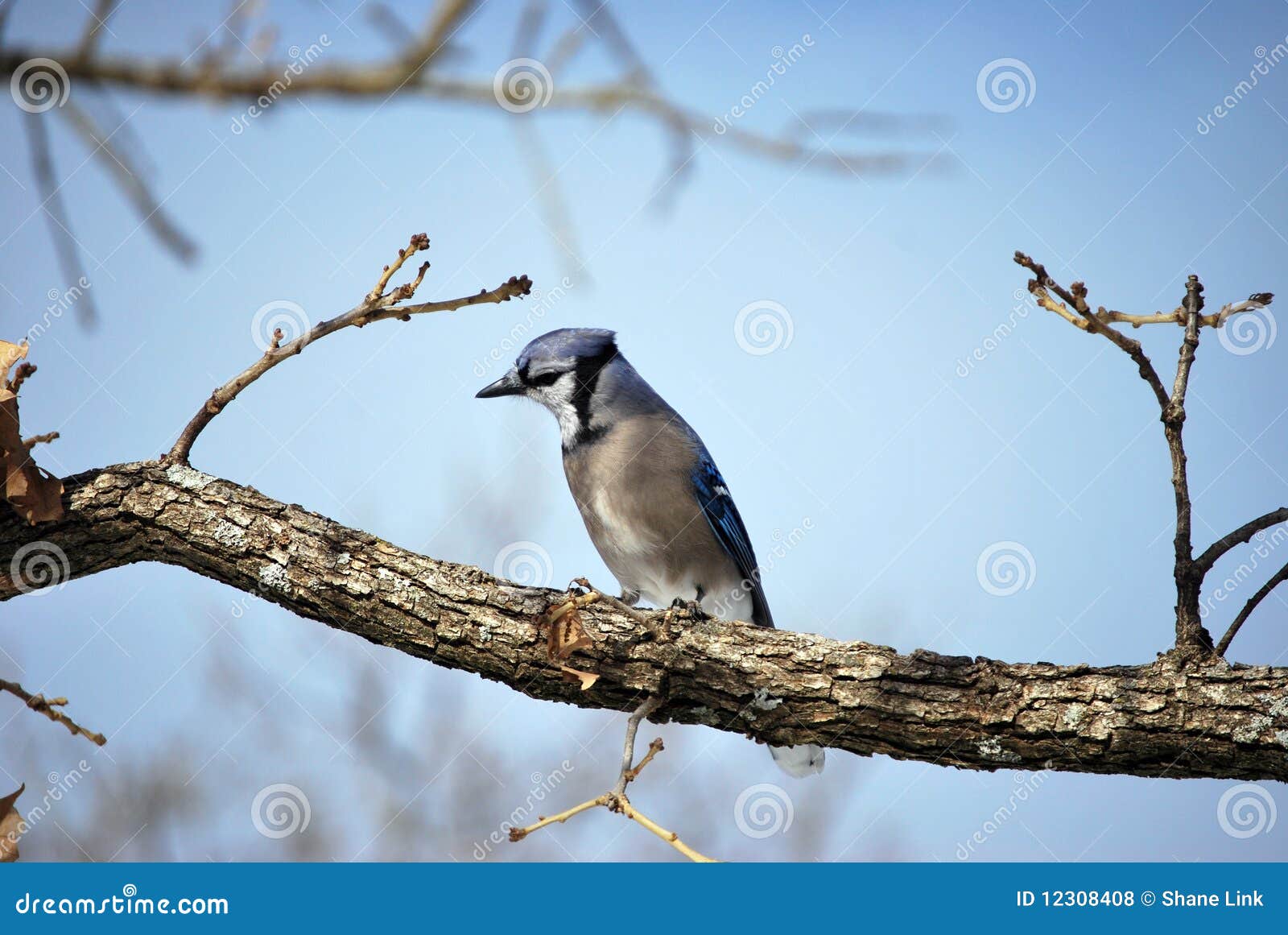 Blue Jay Winter Tree Branch Stock Photo - Image of limb, wing: 12308408