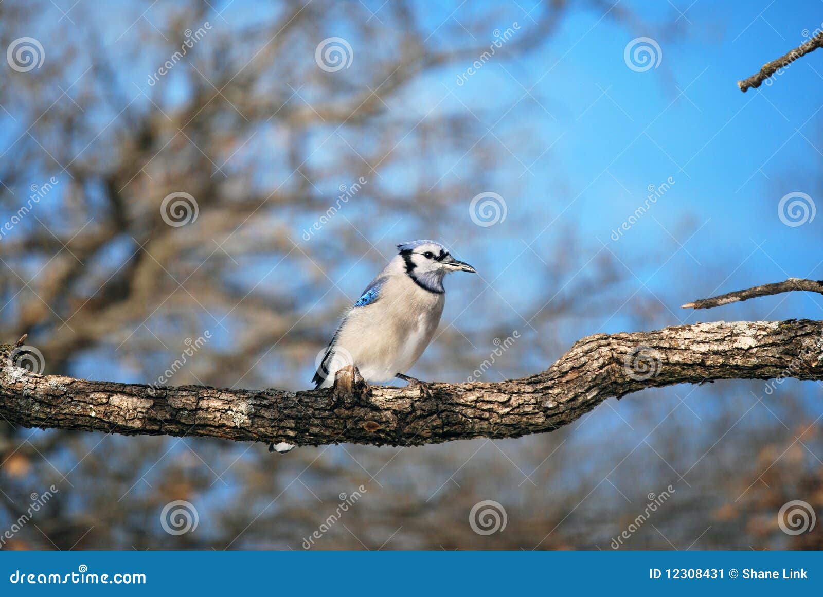 Blue Jay Winter Tree Branch Stock Image - Image of limb, wing: 12308431
