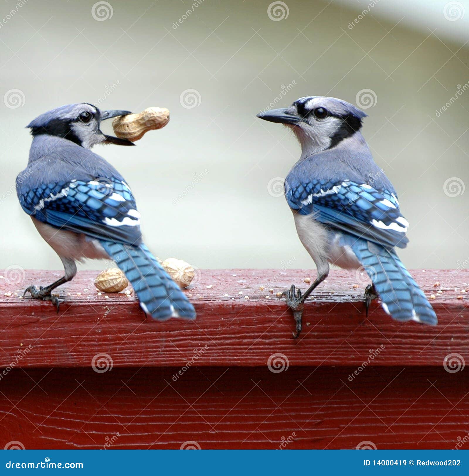 Blue Jays stock image. Image of animal, nuts, creature - 14000419