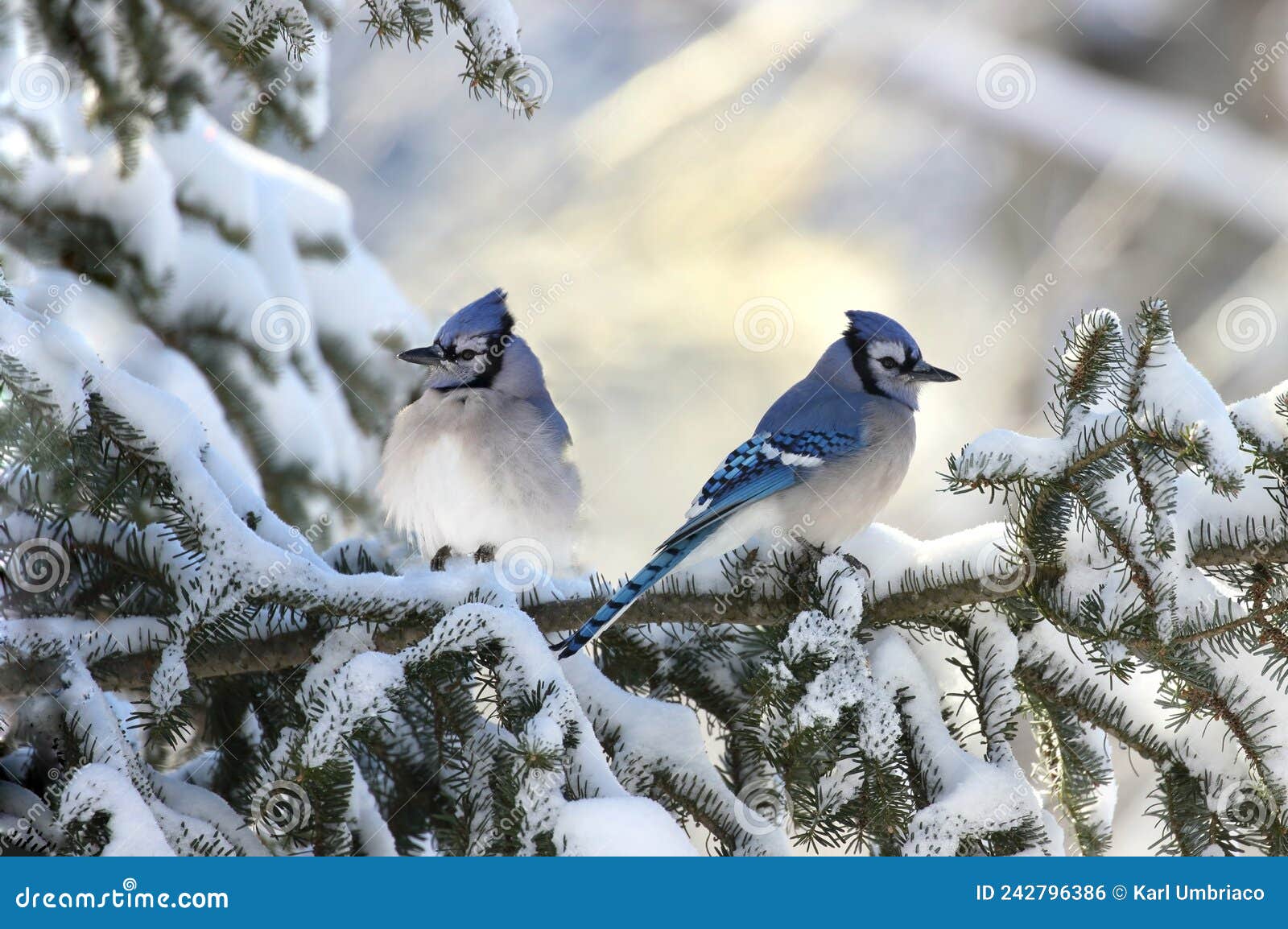 Blue Jays in Forest during Winter Stock Photo - Image of arctic, tree: 242796386