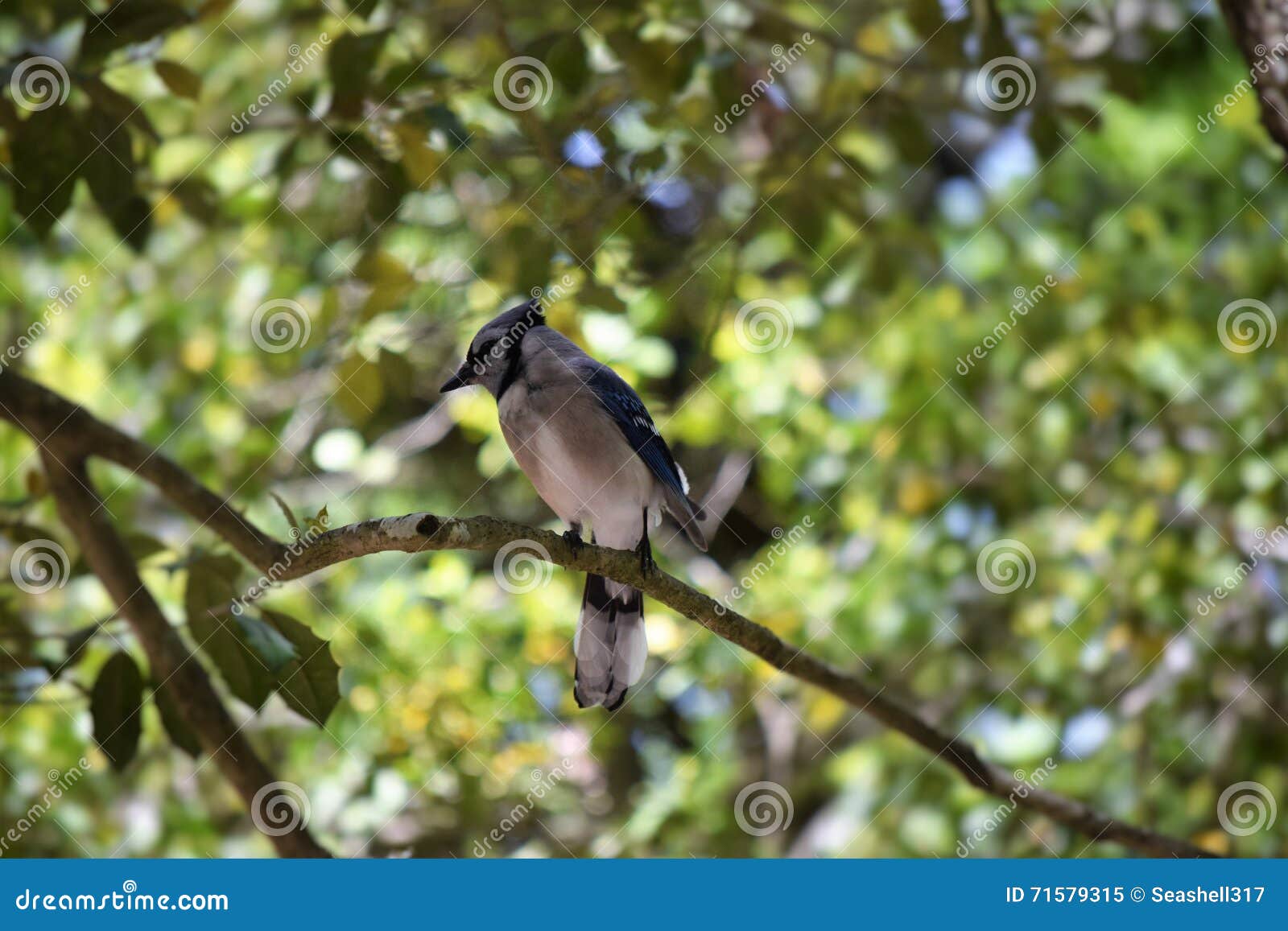 Blue Jays stock image. Image of tree, masked, flying - 71579315