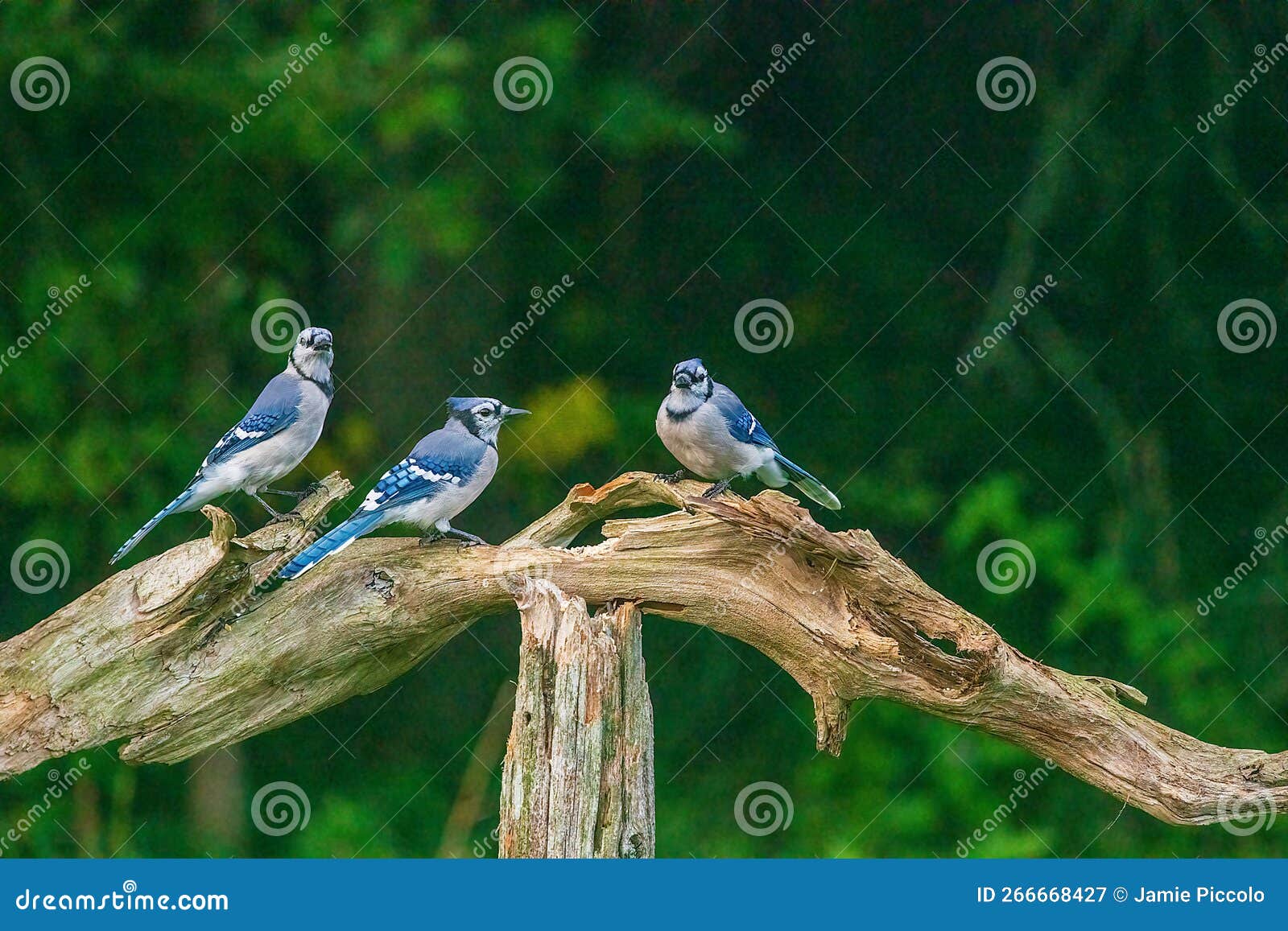 Blue Jays Looking for Seeds Stock Image - Image of wing, parrot: 266668427 Blue Jays Looking for Seeds Stock Image - Image of wing, parrot: 266668427