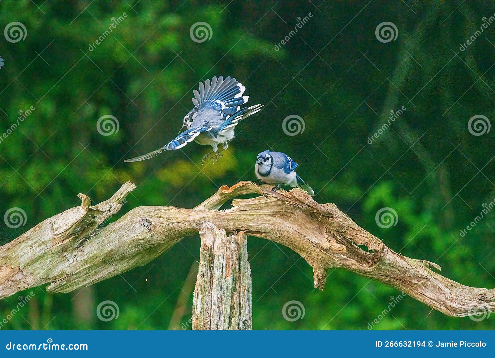 Blue jays together stock photo. Image of beak, flower - 266632194