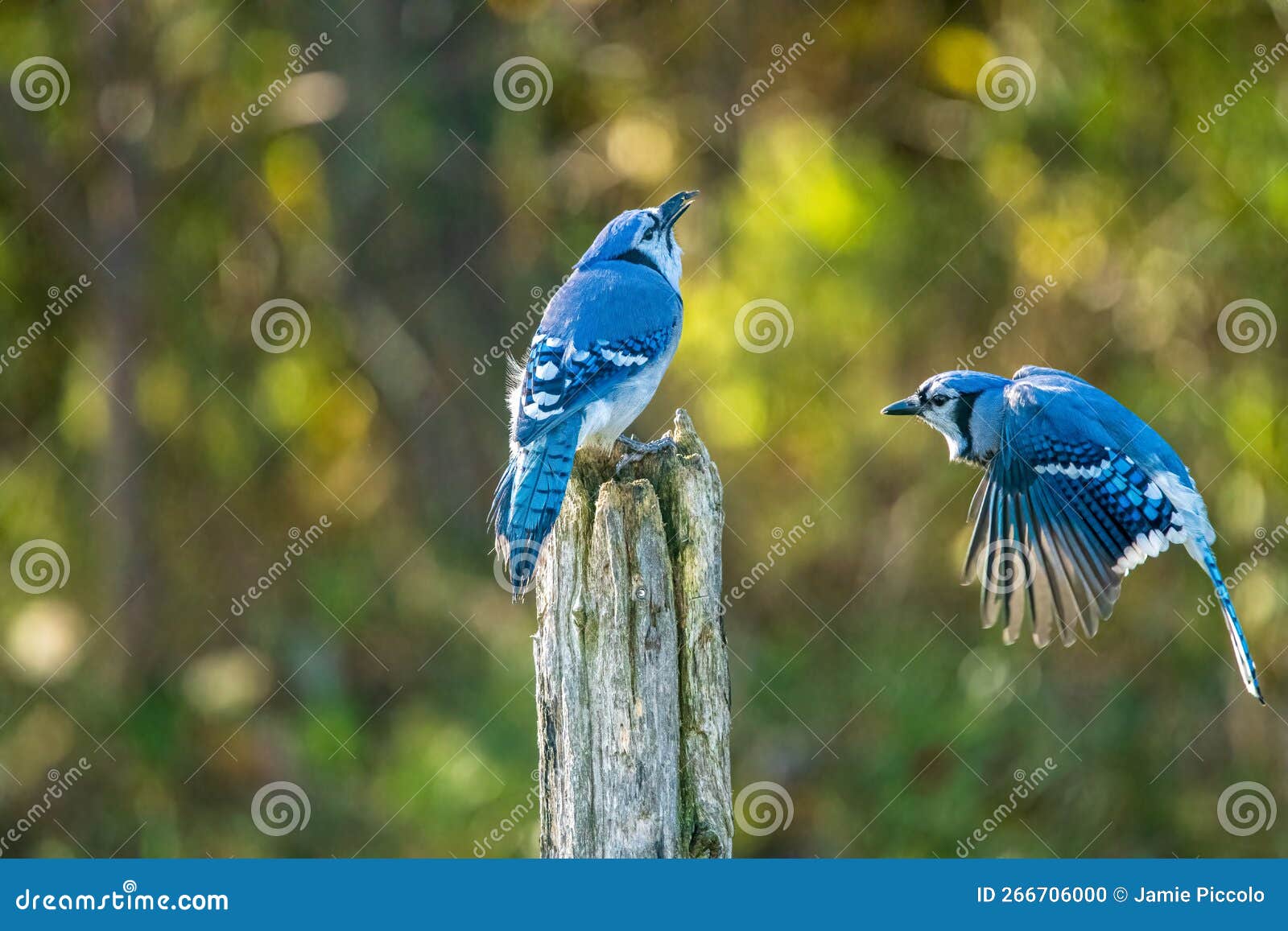 Blue jays together stock photo. Image of nature, parrot - 266706000
