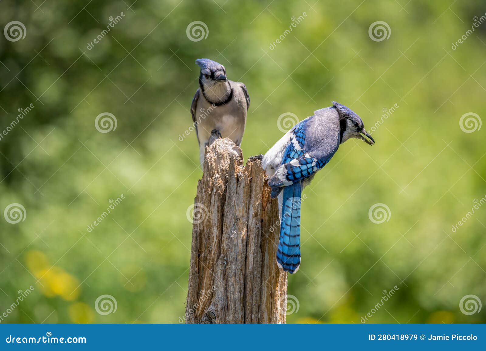 Blue Jays Together in Spring Eating Stock Image - Image of together ...