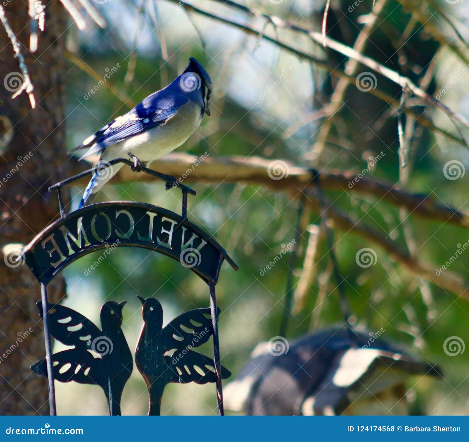 Blue jays welcome stock photo. Image of welcome, squirrel - 124174568